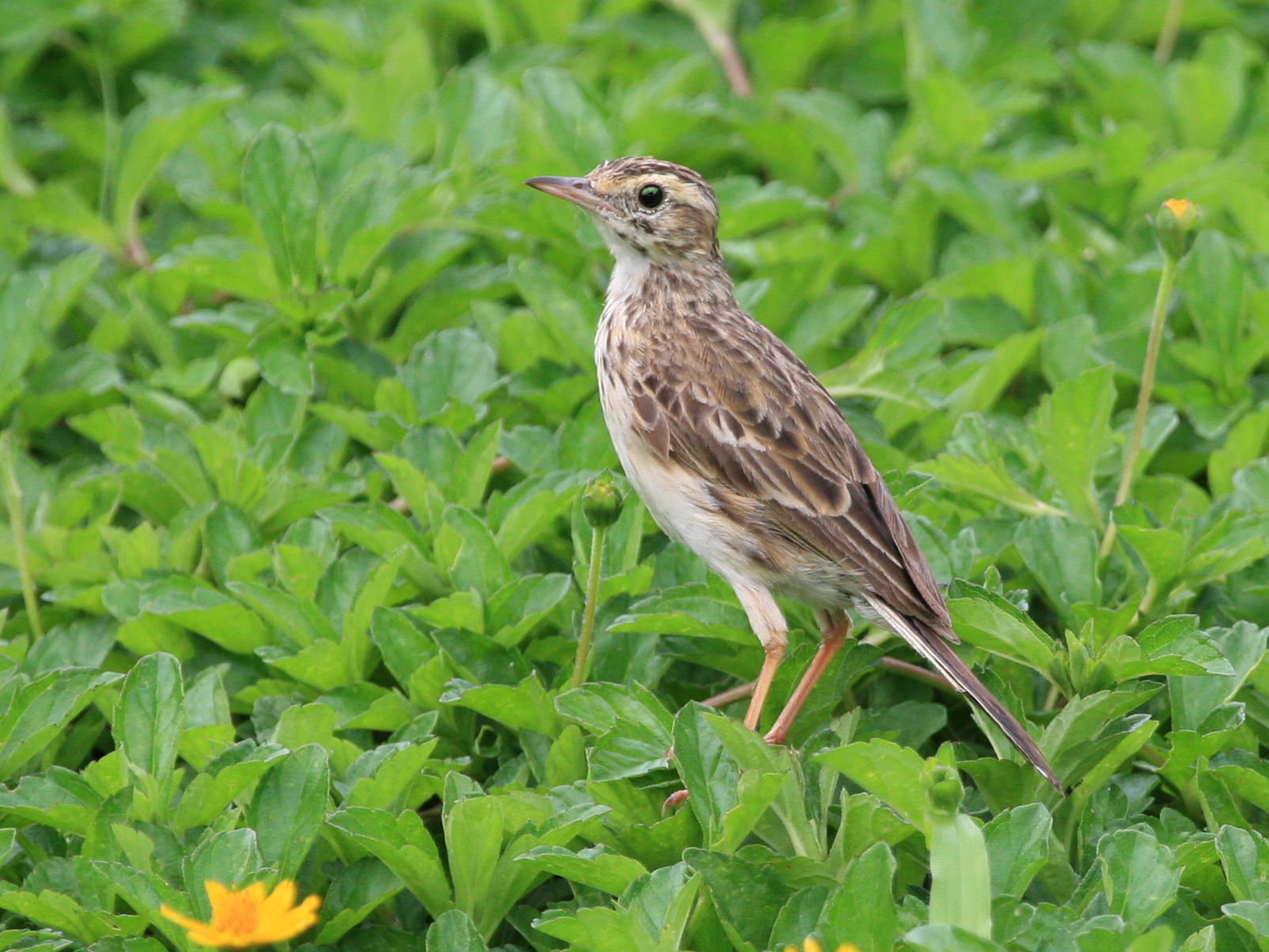 Australasian Pipit (Anthus novaeseelandiae) :: BirdWeather