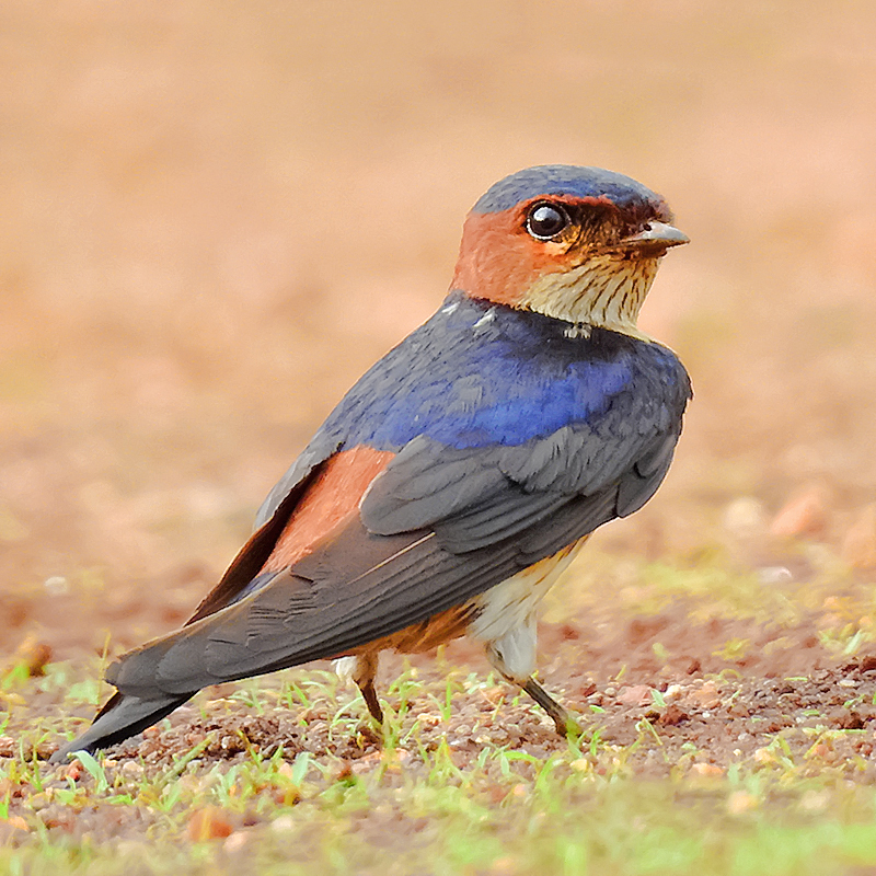 Red-rumped Swallow (Cecropis daurica) :: BirdWeather