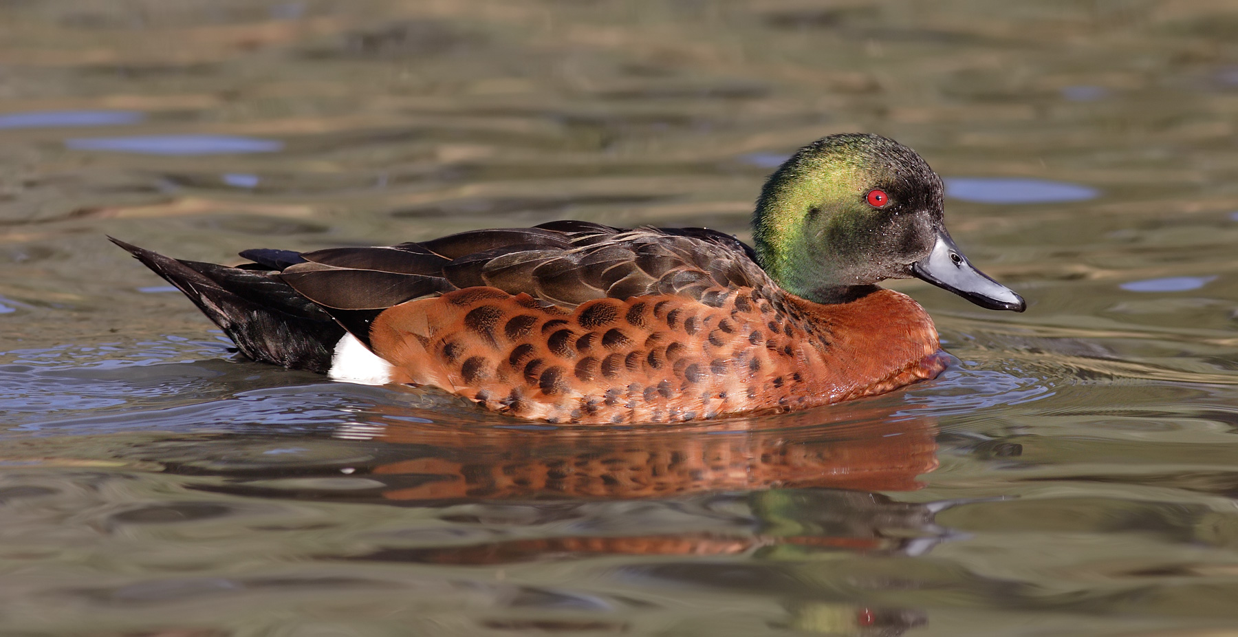 Chestnut Teal (Anas castanea) :: BirdWeather