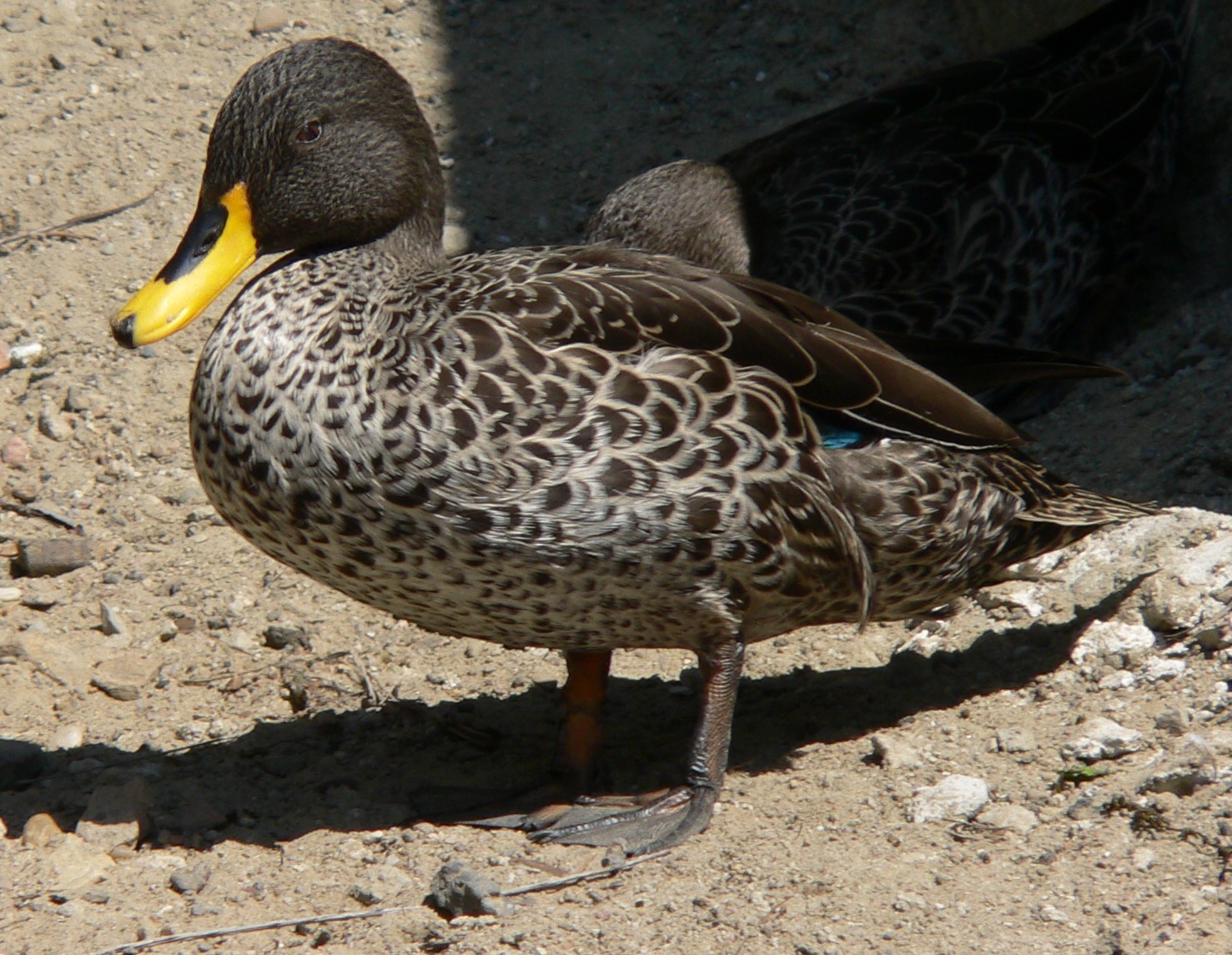 Yellow-billed Duck (Anas undulata) :: BirdWeather