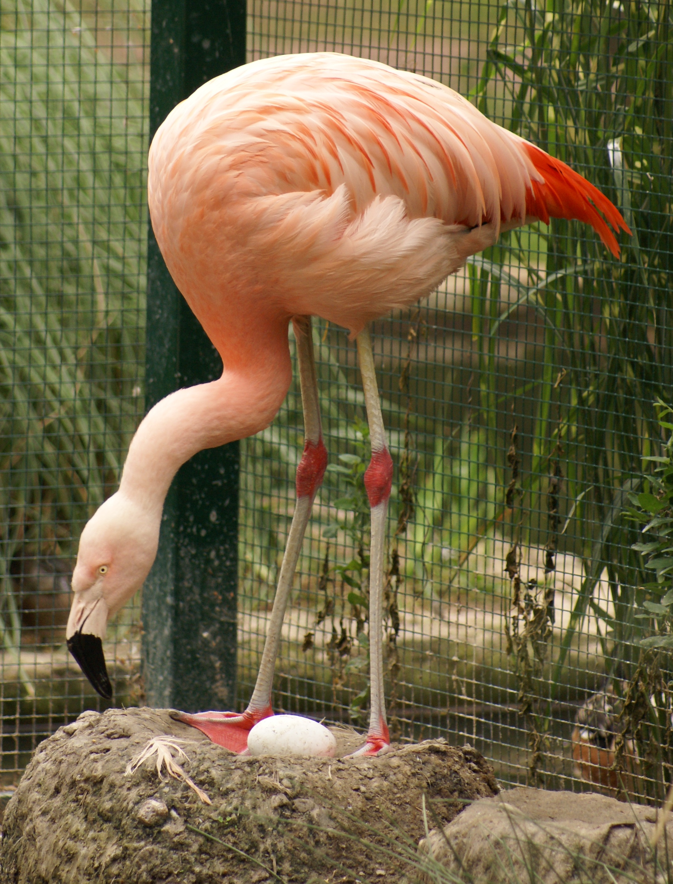 Chilean Flamingo (Phoenicopterus chilensis) :: BirdWeather