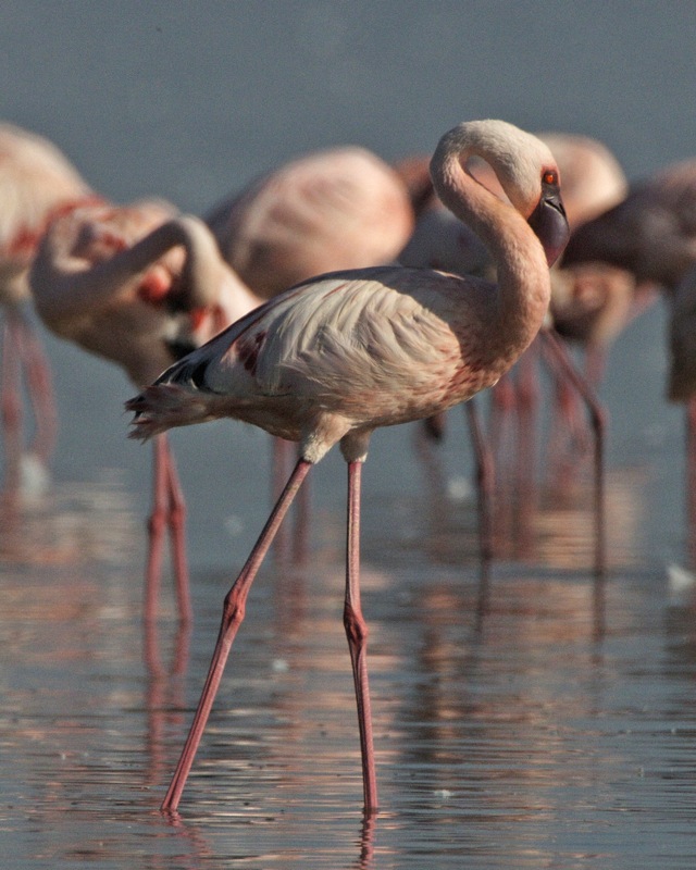 Lesser Flamingo (Phoeniconaias minor) :: BirdWeather