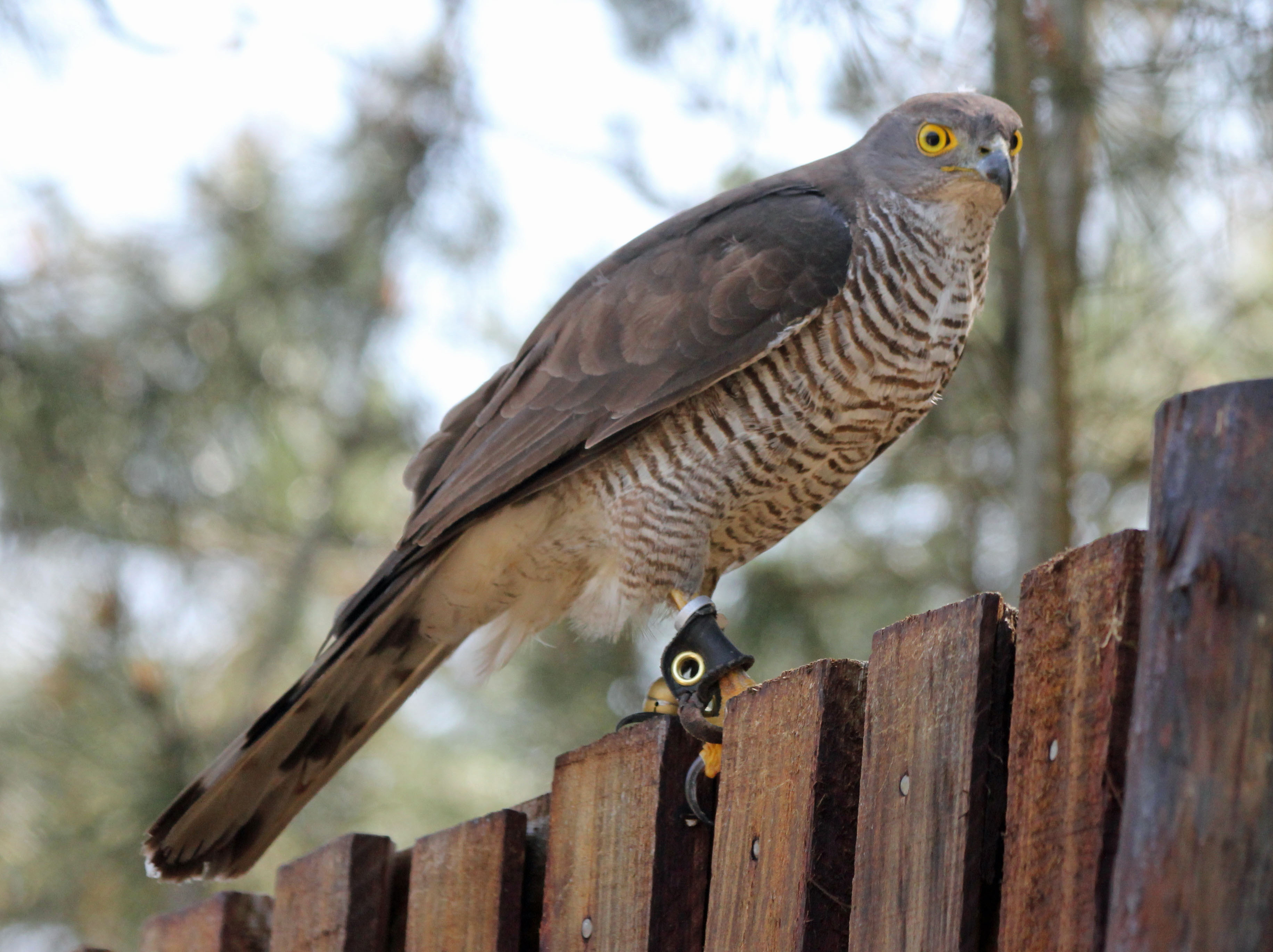 African Goshawk (Accipiter tachiro) :: BirdWeather
