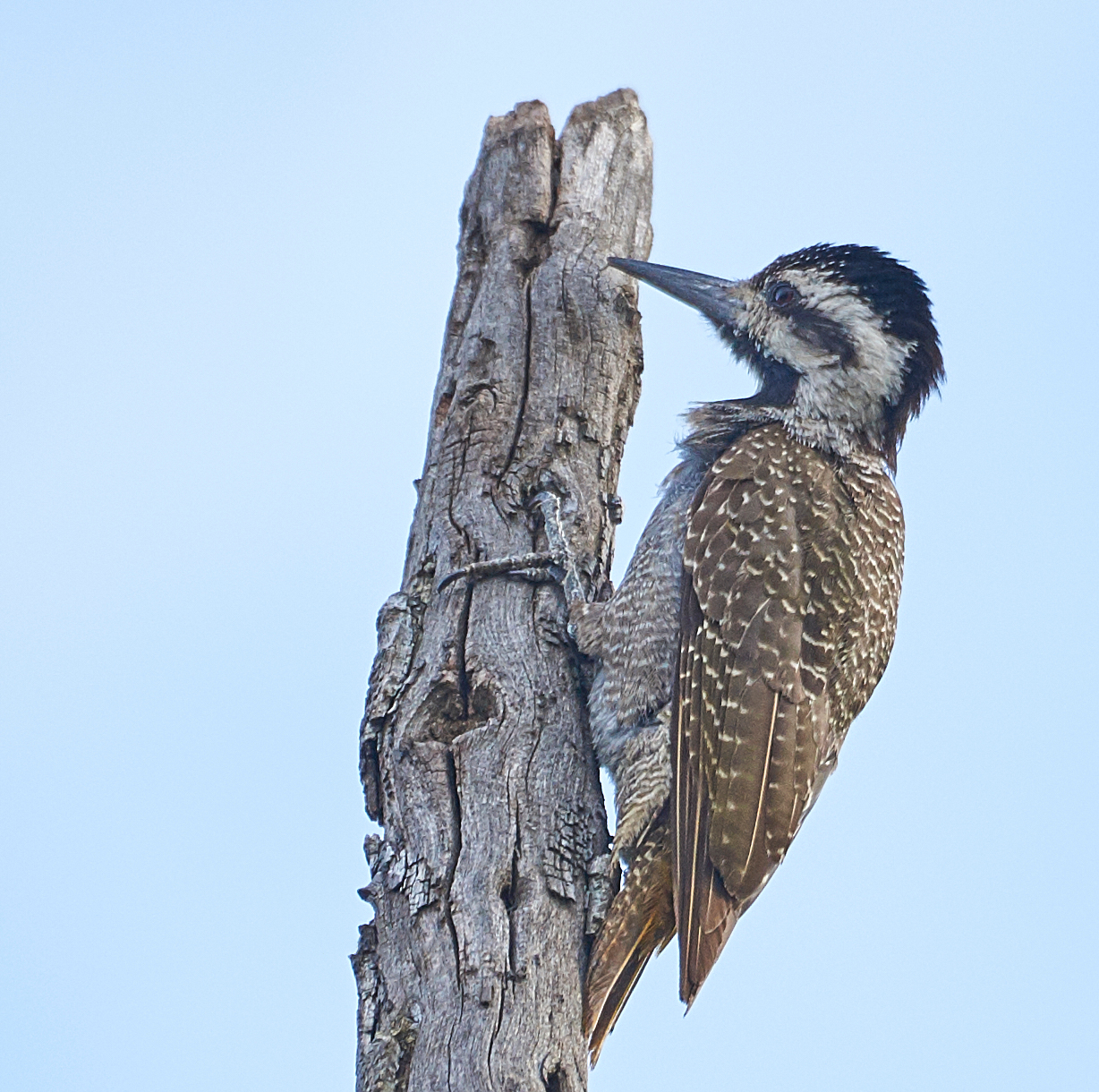 Bearded Woodpecker (Chloropicus namaquus) :: BirdWeather