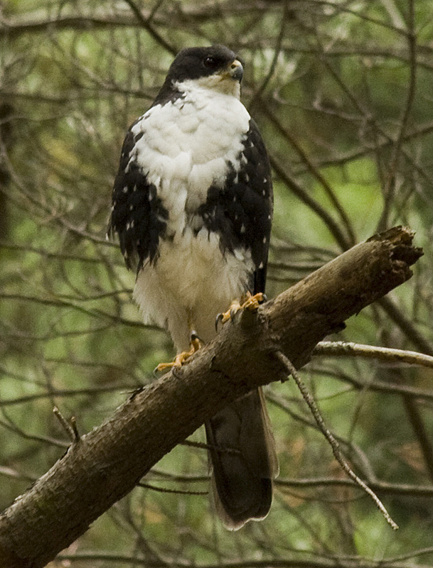 Black Goshawk (Accipiter melanoleucus) :: BirdWeather