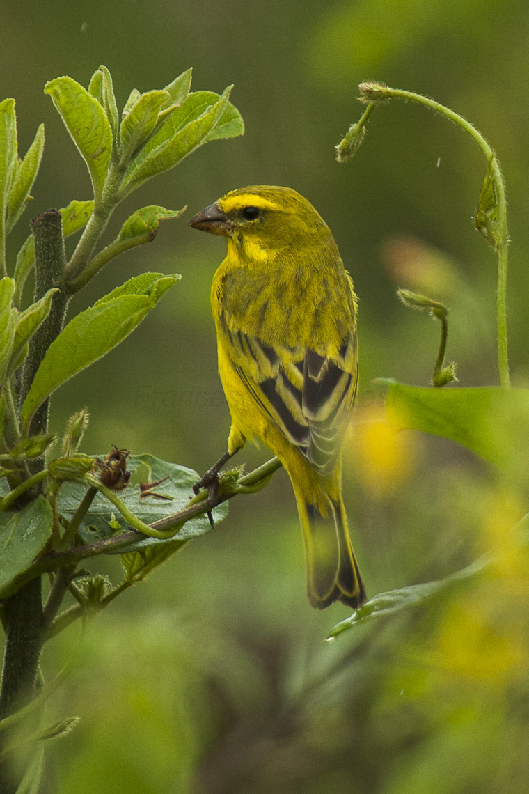 Brimstone Canary (Crithagra sulphurata) :: BirdWeather