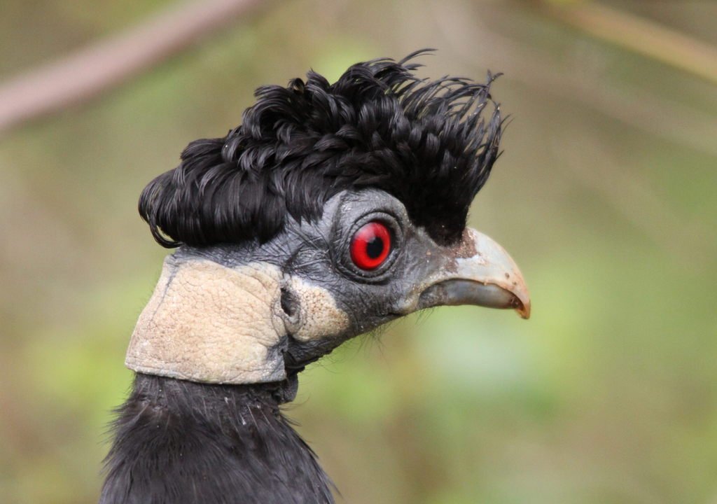 Crested Guineafowl (Guttera pucherani) :: BirdWeather