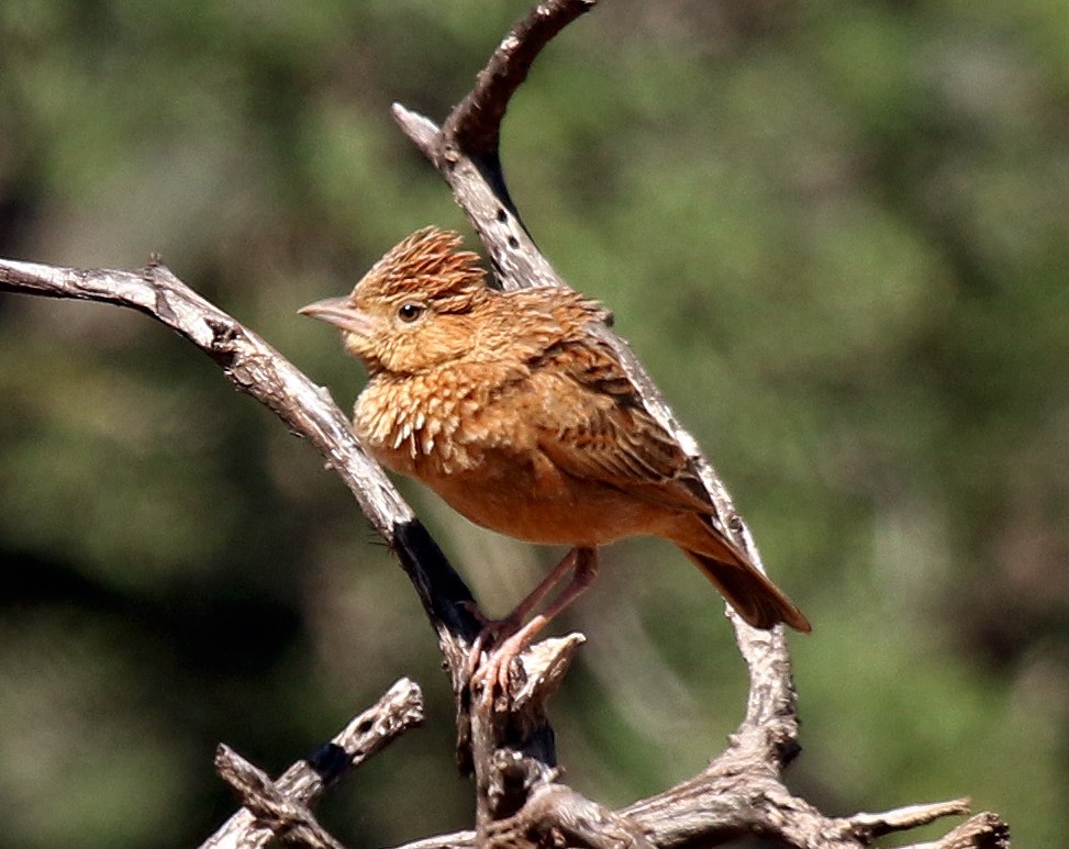 Eastern Clapper Lark (Mirafra fasciolata) :: BirdWeather