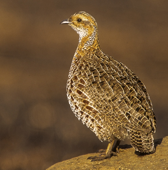 Gray-winged Francolin (Scleroptila afra) :: BirdWeather