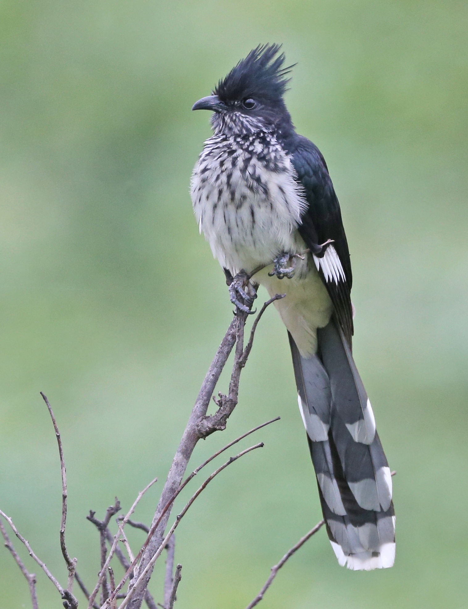 Levaillant's Cuckoo (Clamator levaillantii) :: BirdWeather
