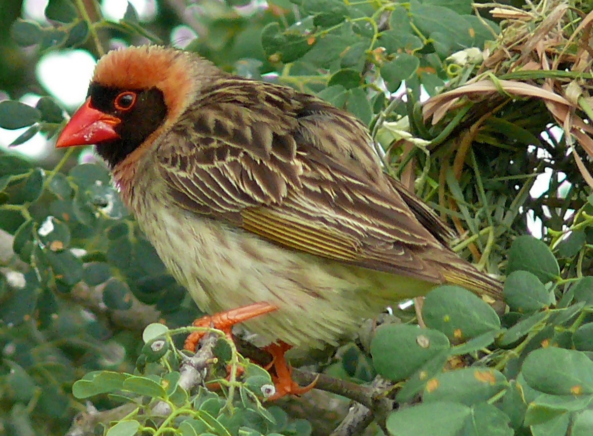 Red-billed Quelea (Quelea quelea) :: BirdWeather
