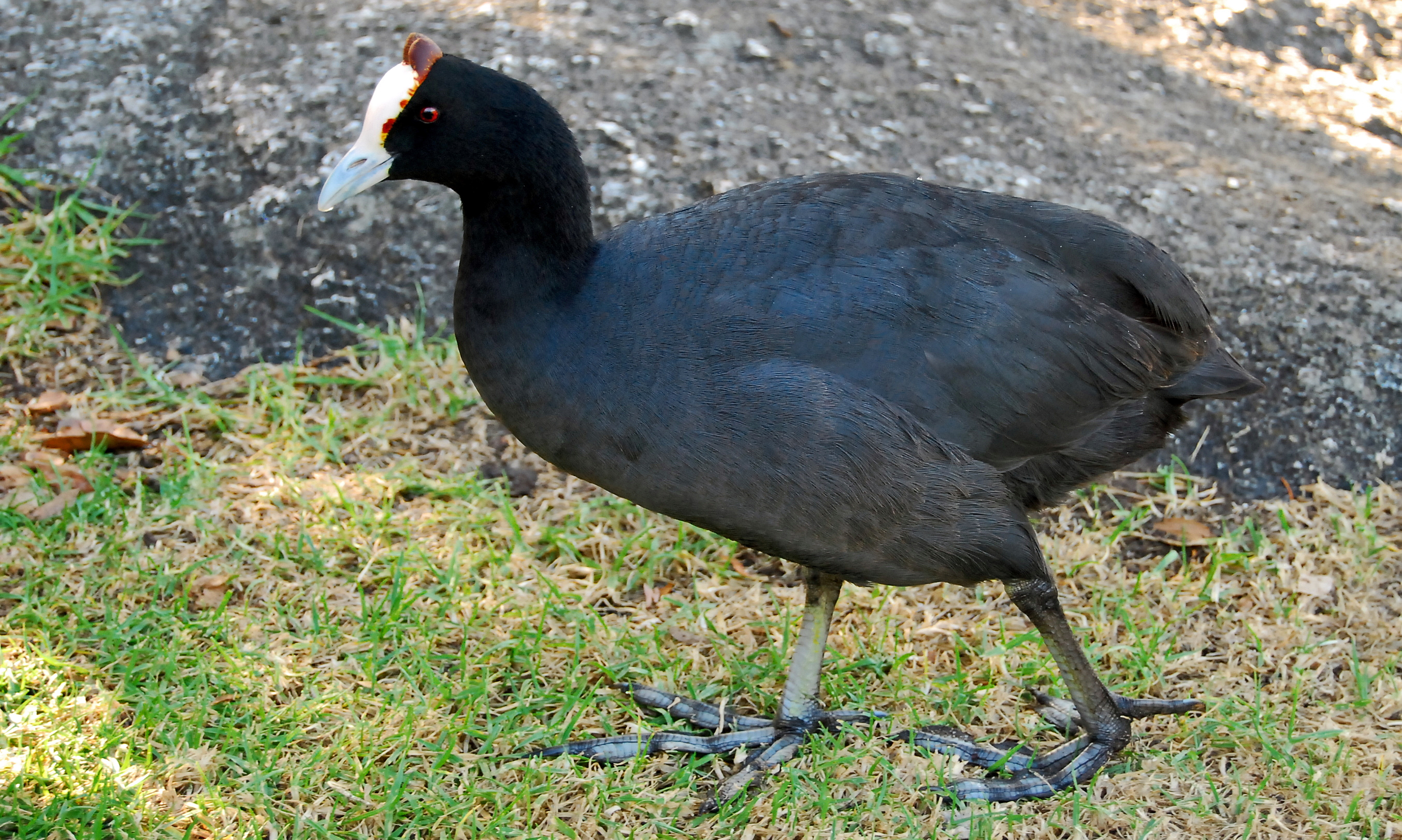 Red-knobbed Coot (Fulica cristata) :: BirdWeather