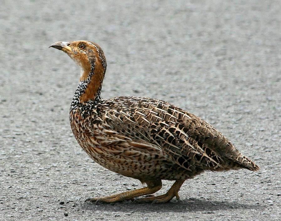 Red-winged Francolin (Scleroptila levaillantii) :: BirdWeather