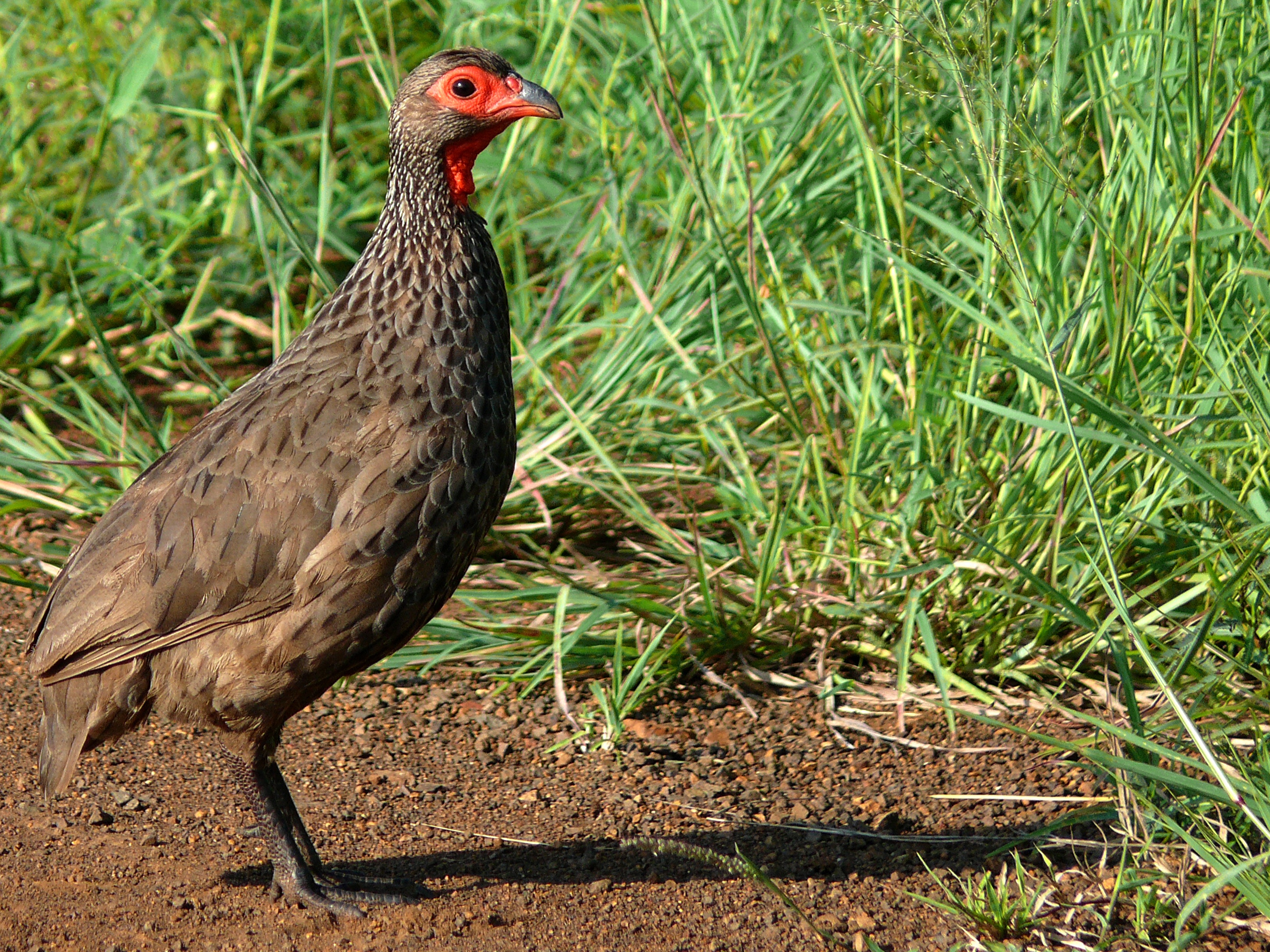 Swainson's Francolin (Pternistis swainsonii) :: BirdWeather