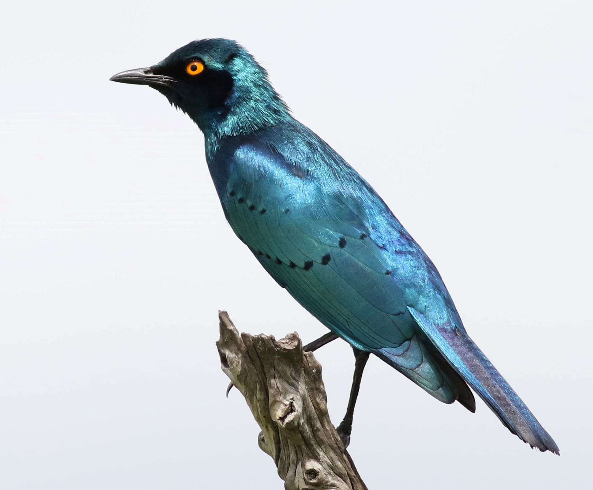 Greater Blue-eared Starling (Lamprotornis chalybaeus) :: BirdWeather