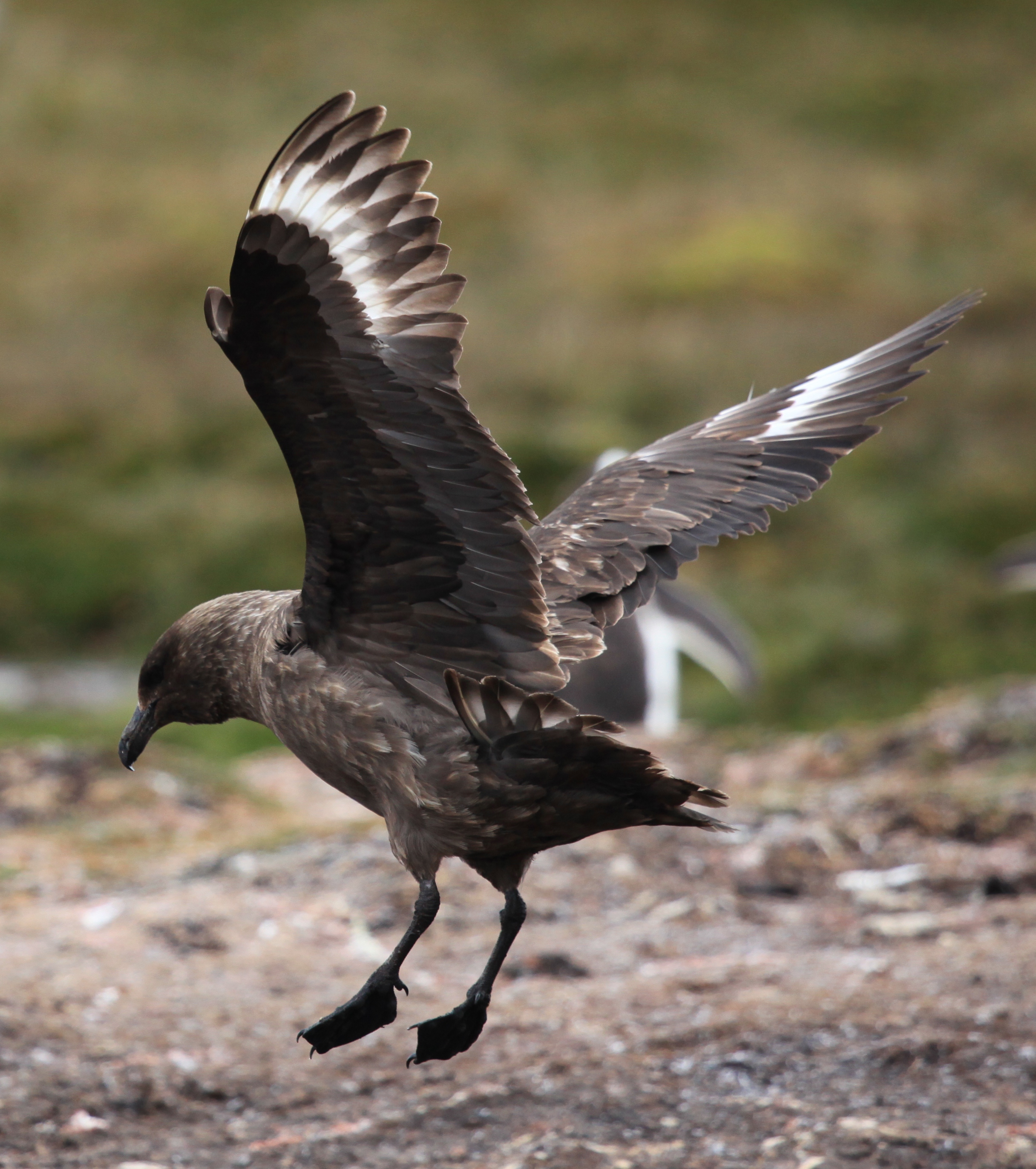 Brown Skua (Stercorarius antarcticus) :: BirdWeather
