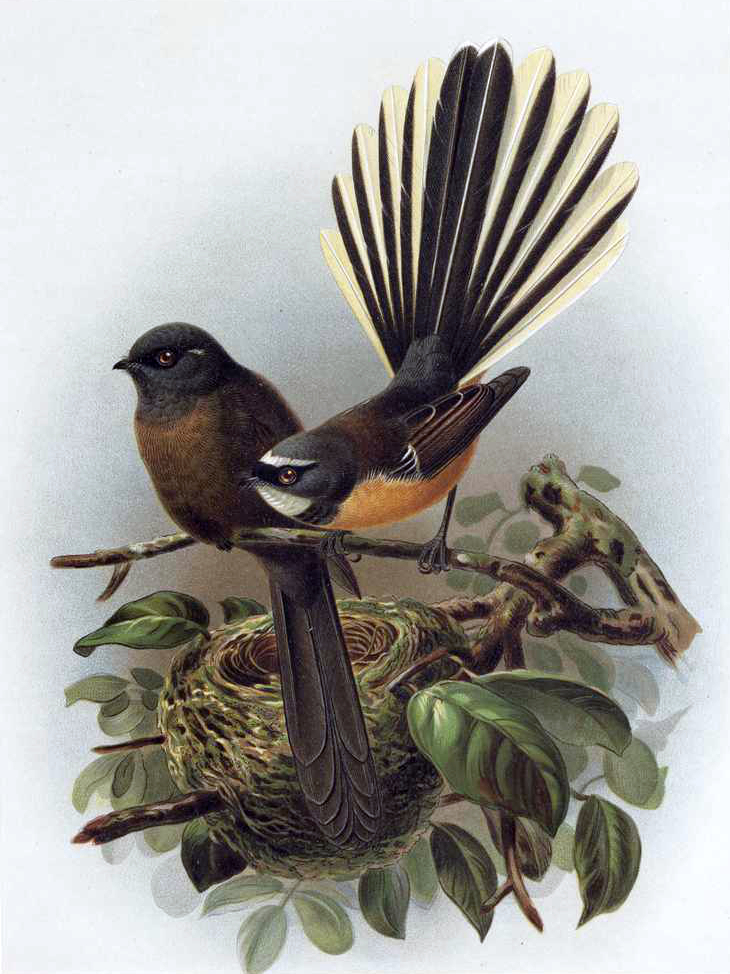 New Zealand Fantail (Rhipidura fuliginosa) :: BirdWeather