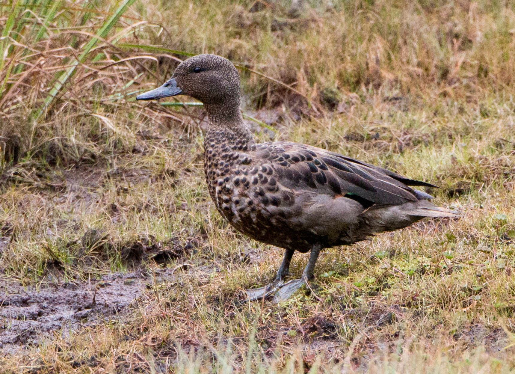 Andean Teal (Anas andium) :: BirdWeather