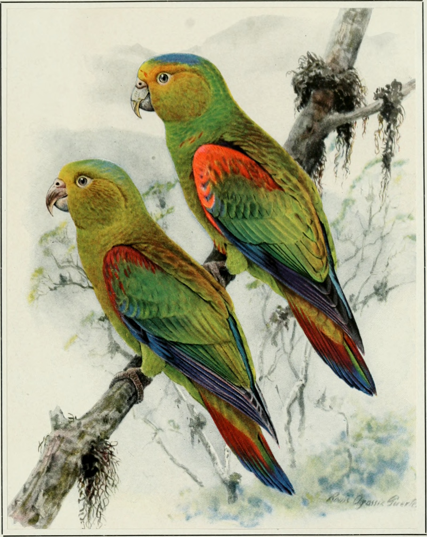 Indigo-winged Parrot (Hapalopsittaca fuertesi) :: BirdWeather