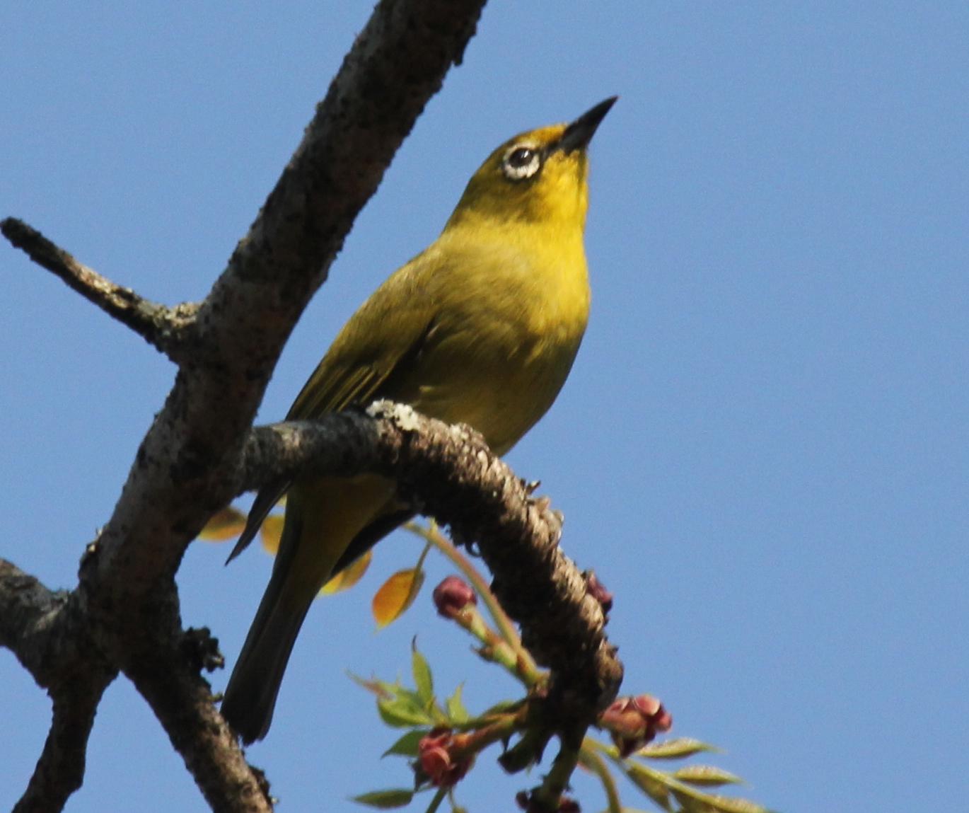 Southern Yellow White-eye (Zosterops anderssoni) :: BirdWeather