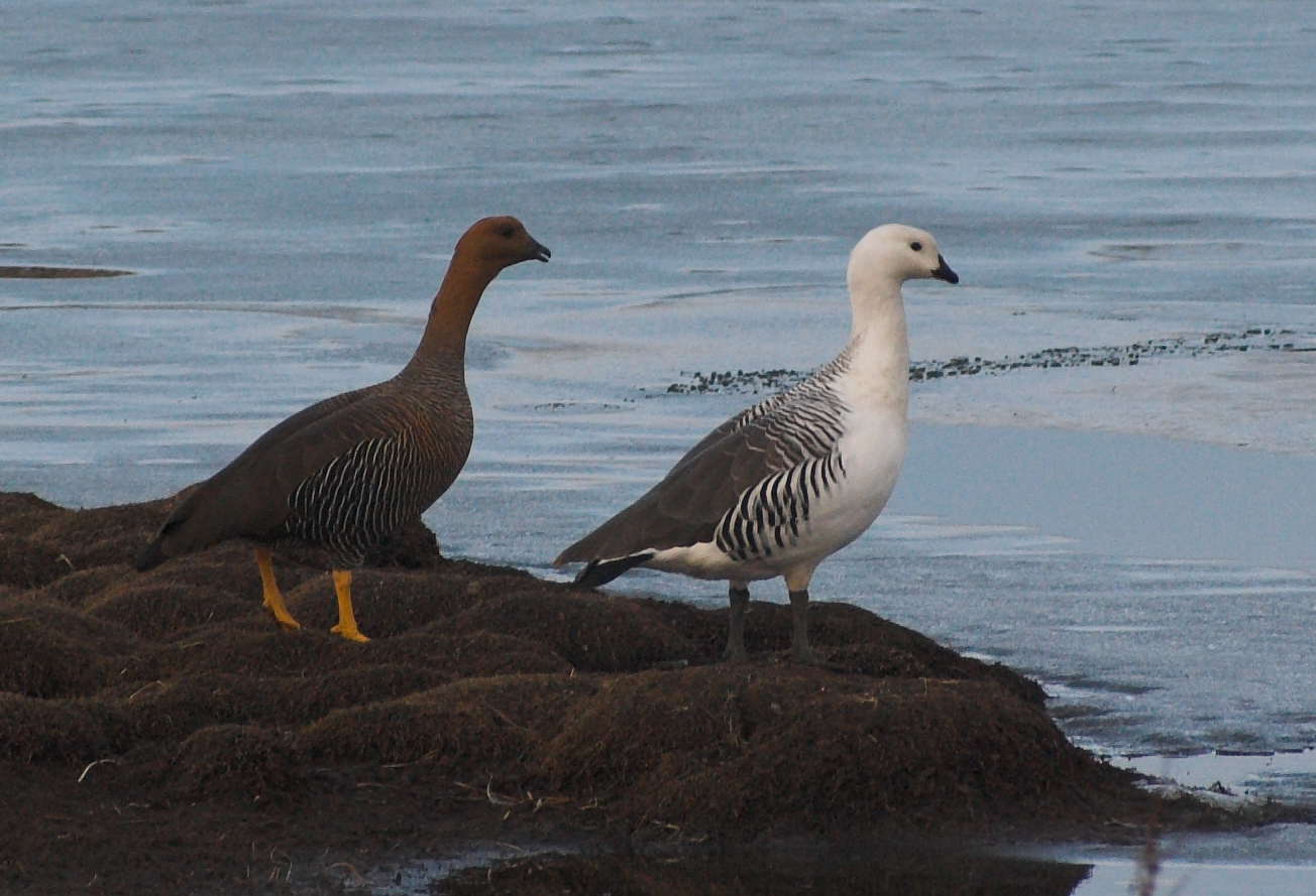 Upland Goose (Chloephaga picta) :: BirdWeather