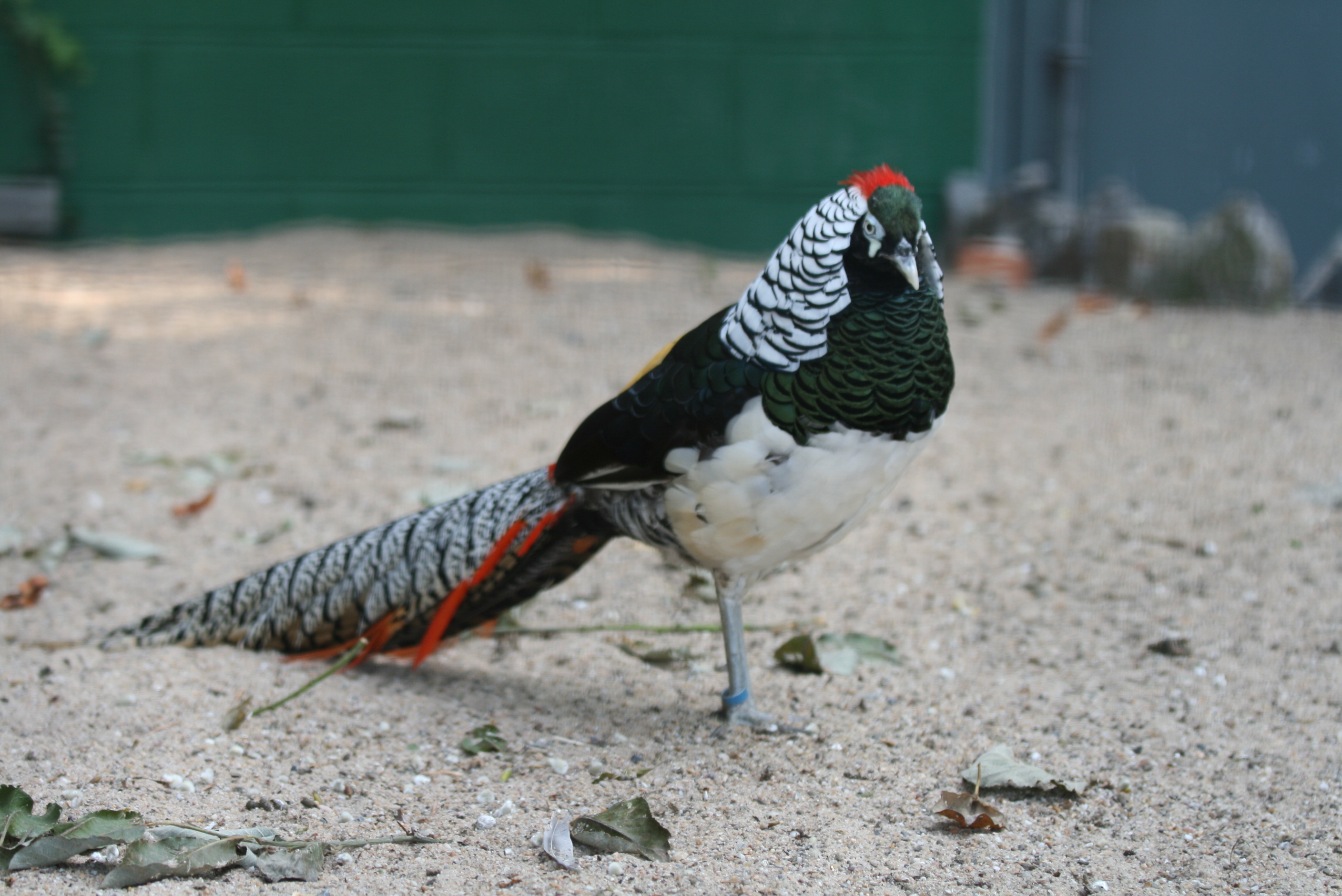 Lady Amherst's Pheasant (Chrysolophus amherstiae) :: BirdWeather
