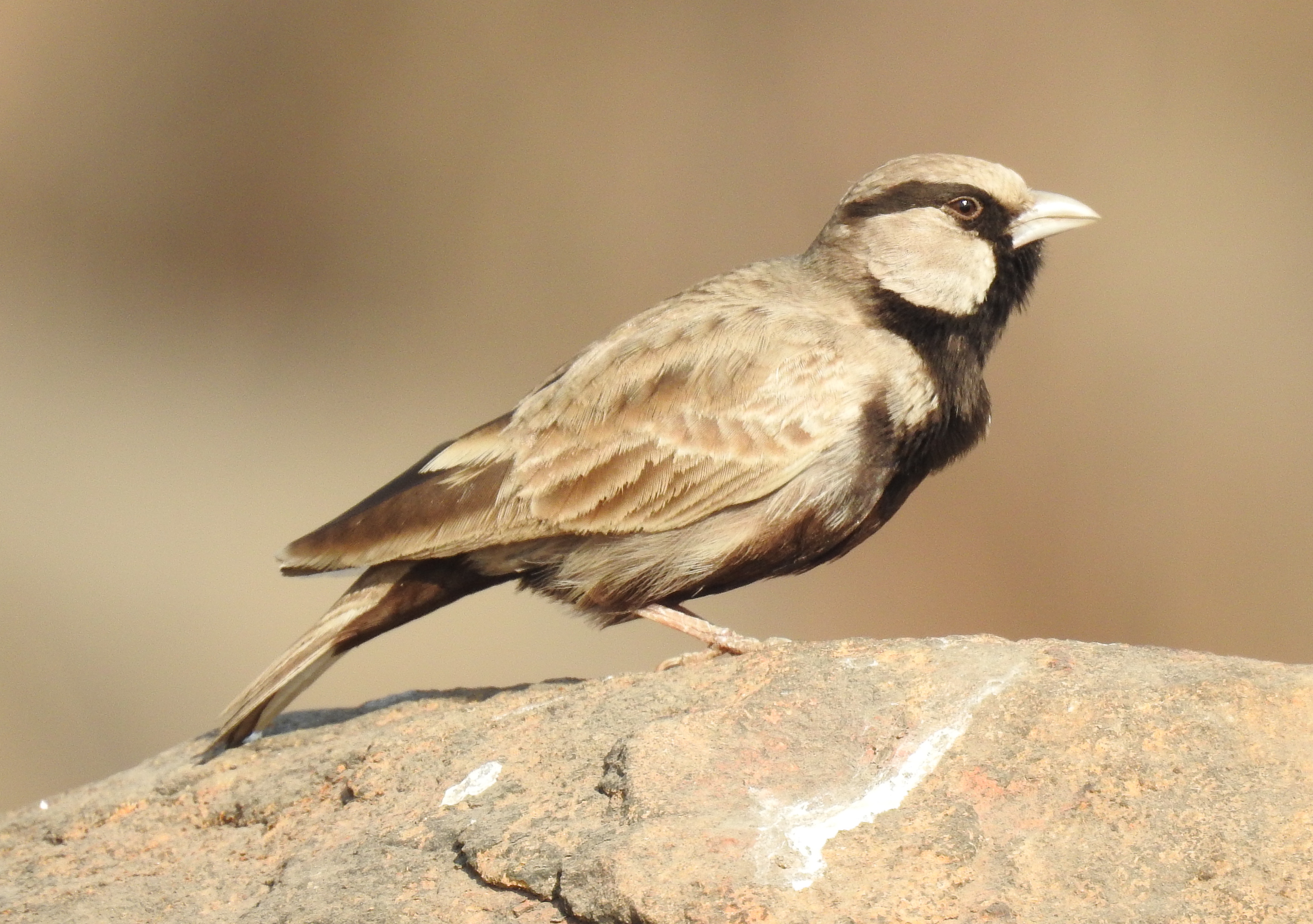 Ashy-crowned Sparrow-Lark (Eremopterix griseus) :: BirdWeather