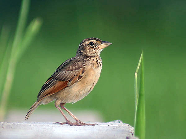 Bengal Bushlark (Mirafra assamica) :: BirdWeather