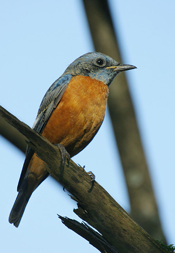 Blue-capped Rock-Thrush (Monticola cinclorhyncha) :: BirdWeather