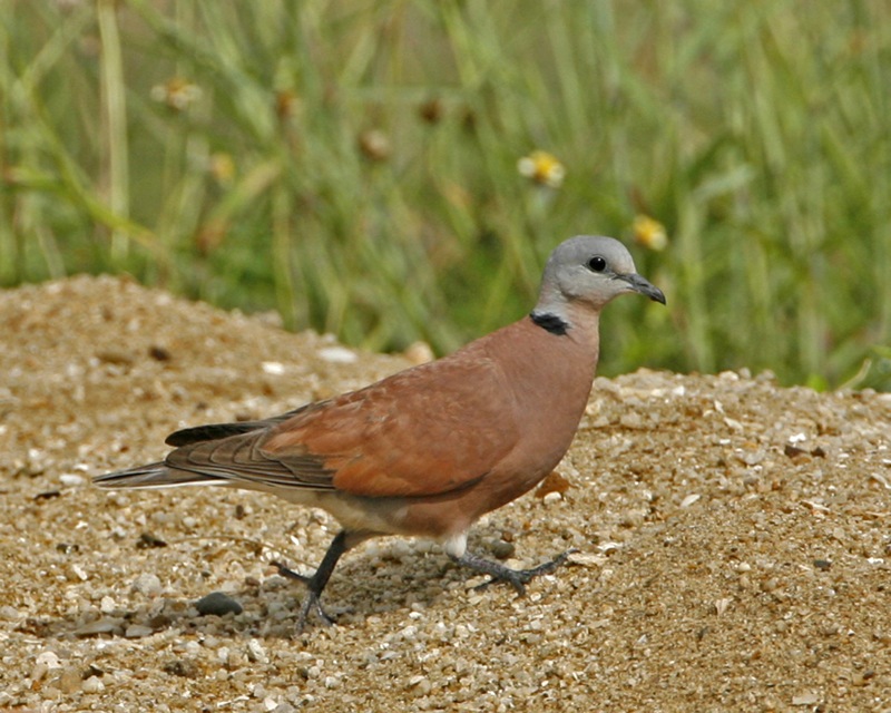 Red Collared-Dove (Streptopelia tranquebarica) :: BirdWeather