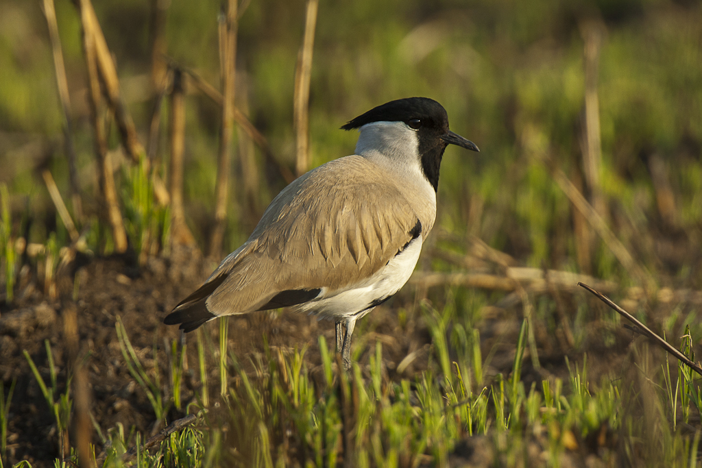 River Lapwing (Vanellus duvaucelii) :: BirdWeather