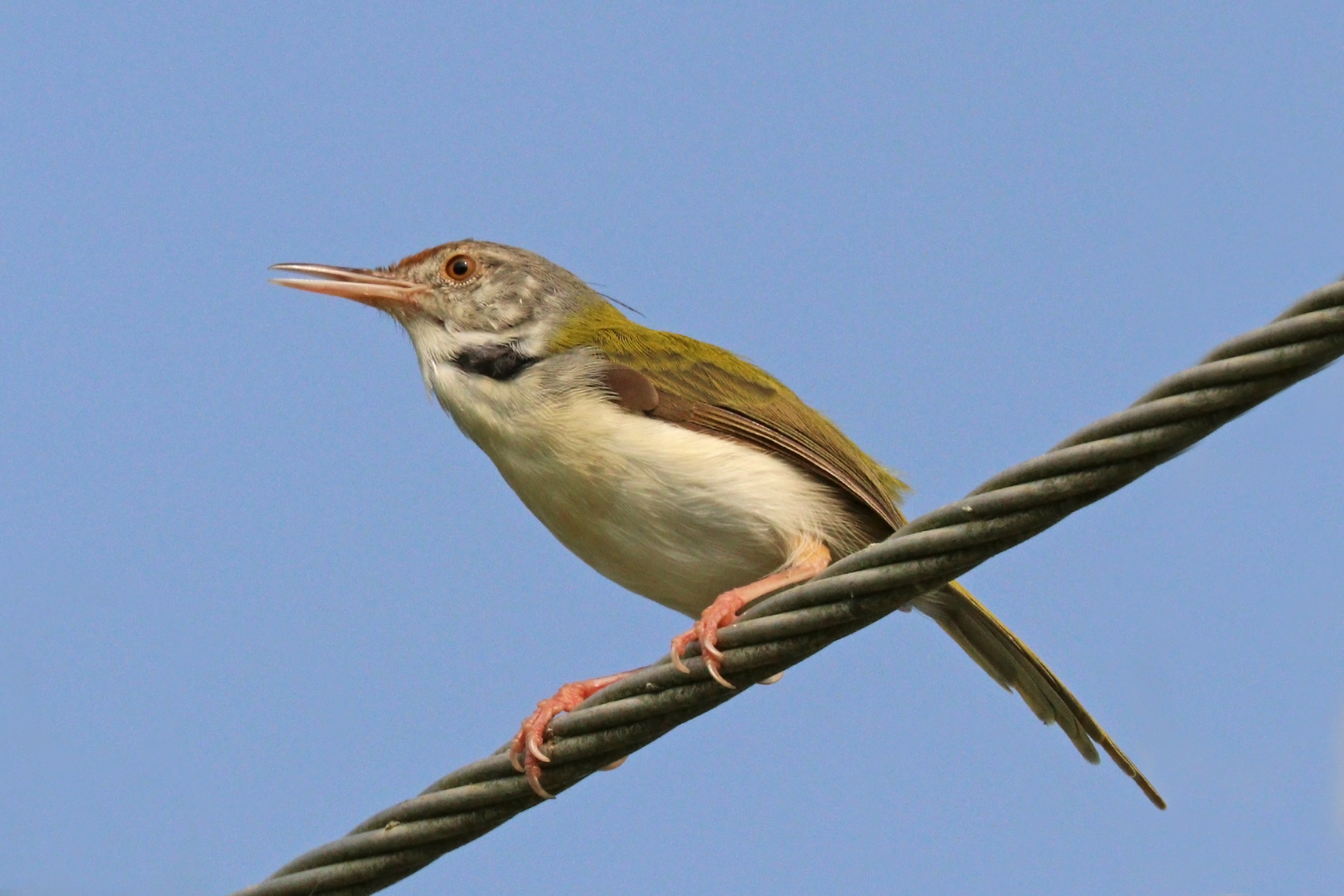 Common Tailorbird (Orthotomus sutorius) :: BirdWeather