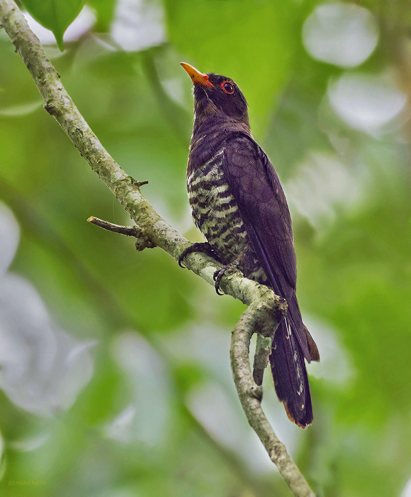 Violet Cuckoo (Chrysococcyx xanthorhynchus) :: BirdWeather