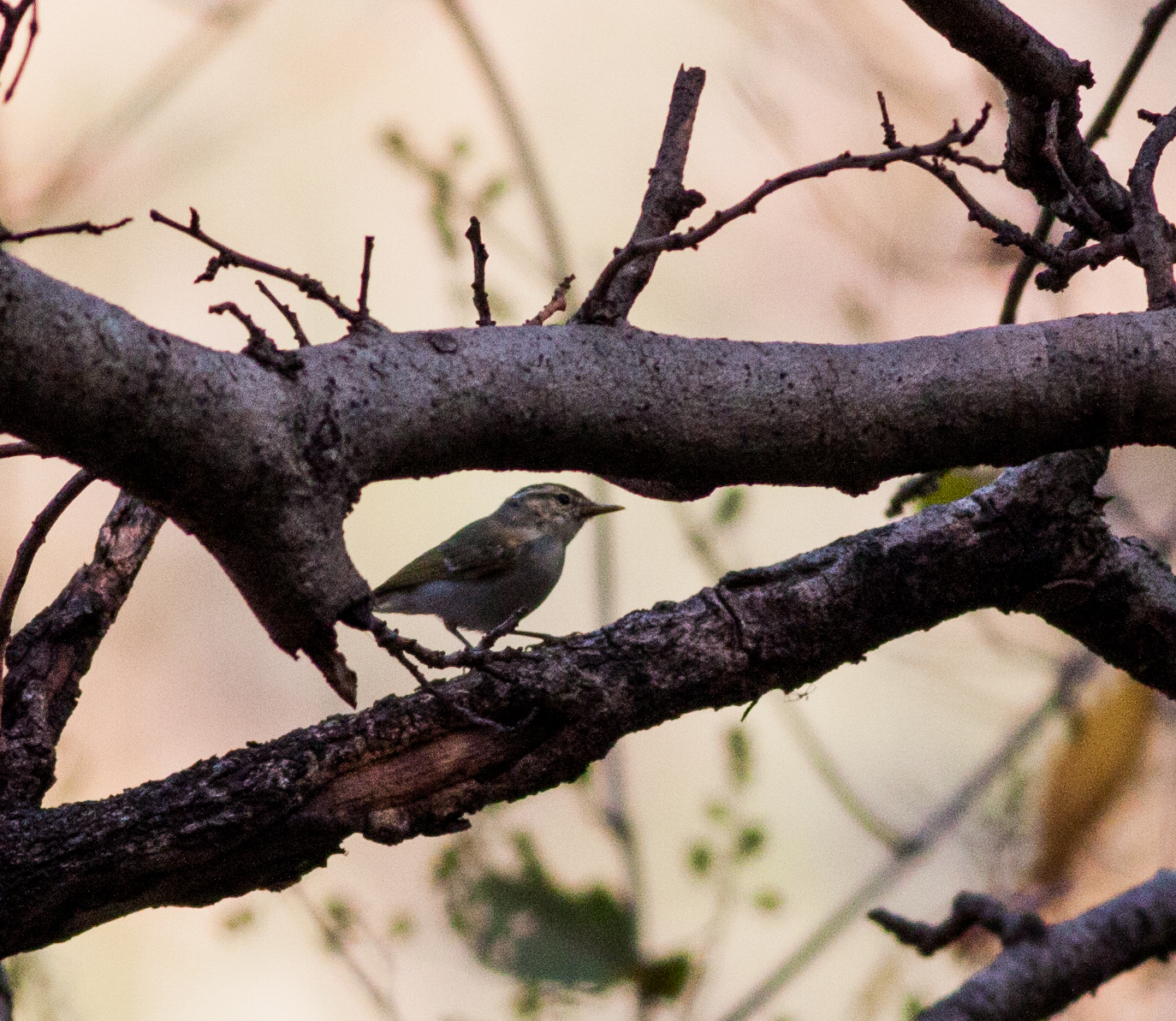 Western Crowned Warbler (Phylloscopus occipitalis) :: BirdWeather