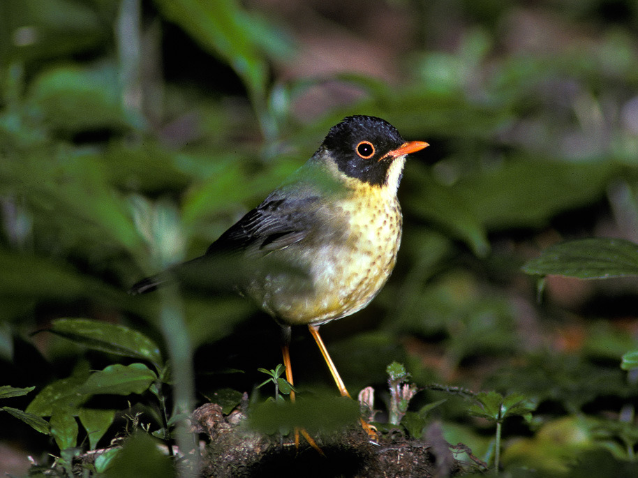 Yellow-throated Nightingale-Thrush (Catharus dryas) :: BirdWeather