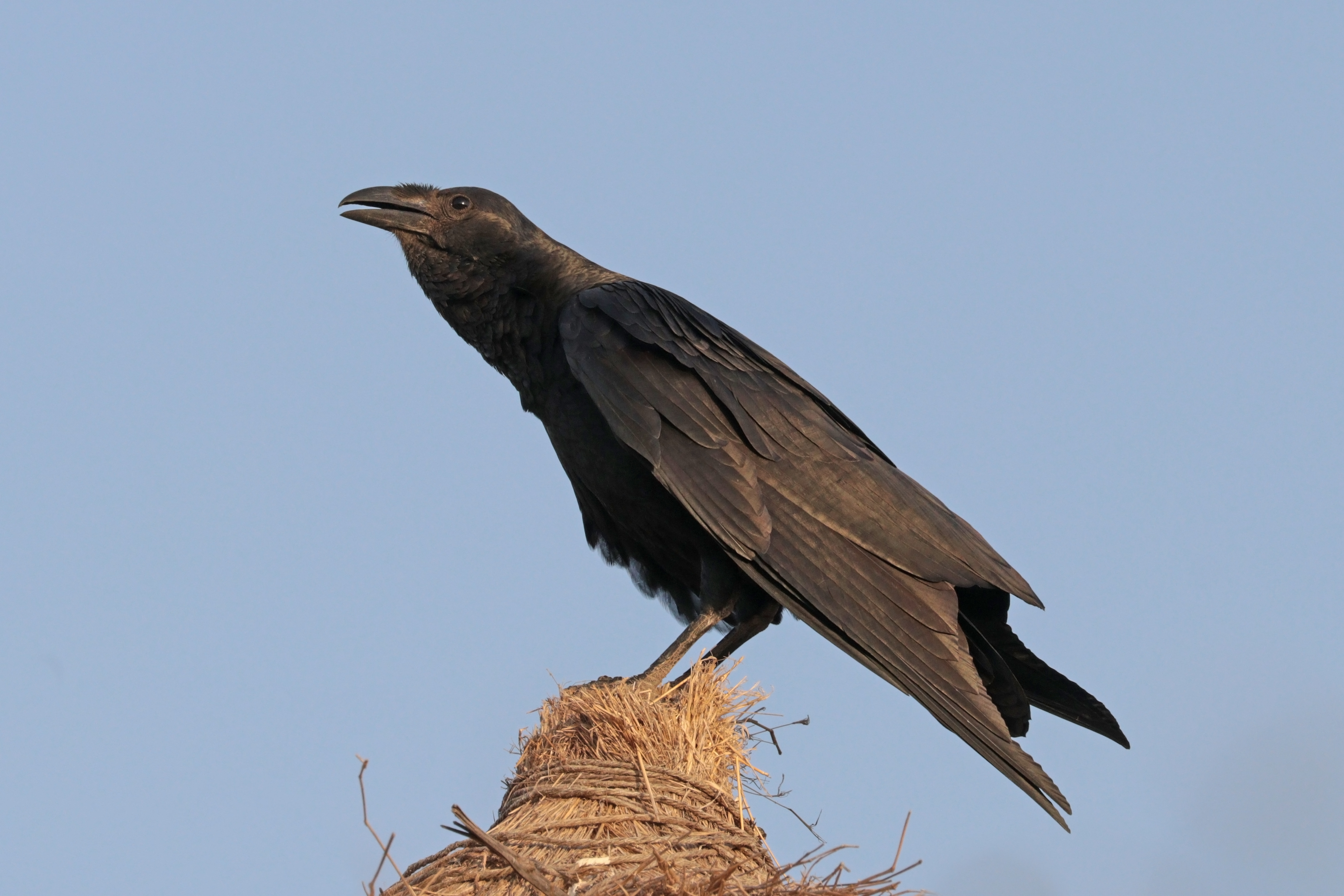 Fan-tailed Raven (Corvus rhipidurus) :: BirdWeather