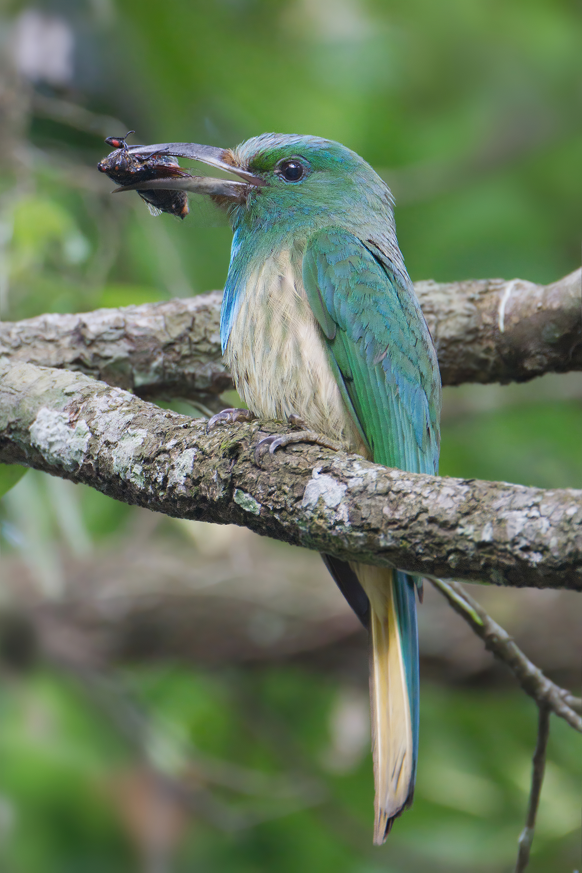 Blue-bearded Bee-eater (Nyctyornis athertoni) :: BirdWeather