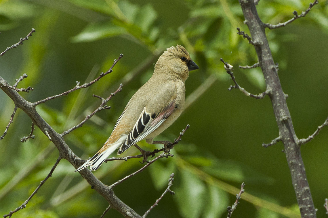 Desert Finch (Rhodospiza obsoleta) :: BirdWeather