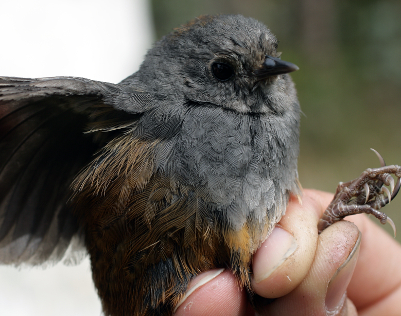 Perija Tapaculo (Scytalopus perijanus) :: BirdWeather
