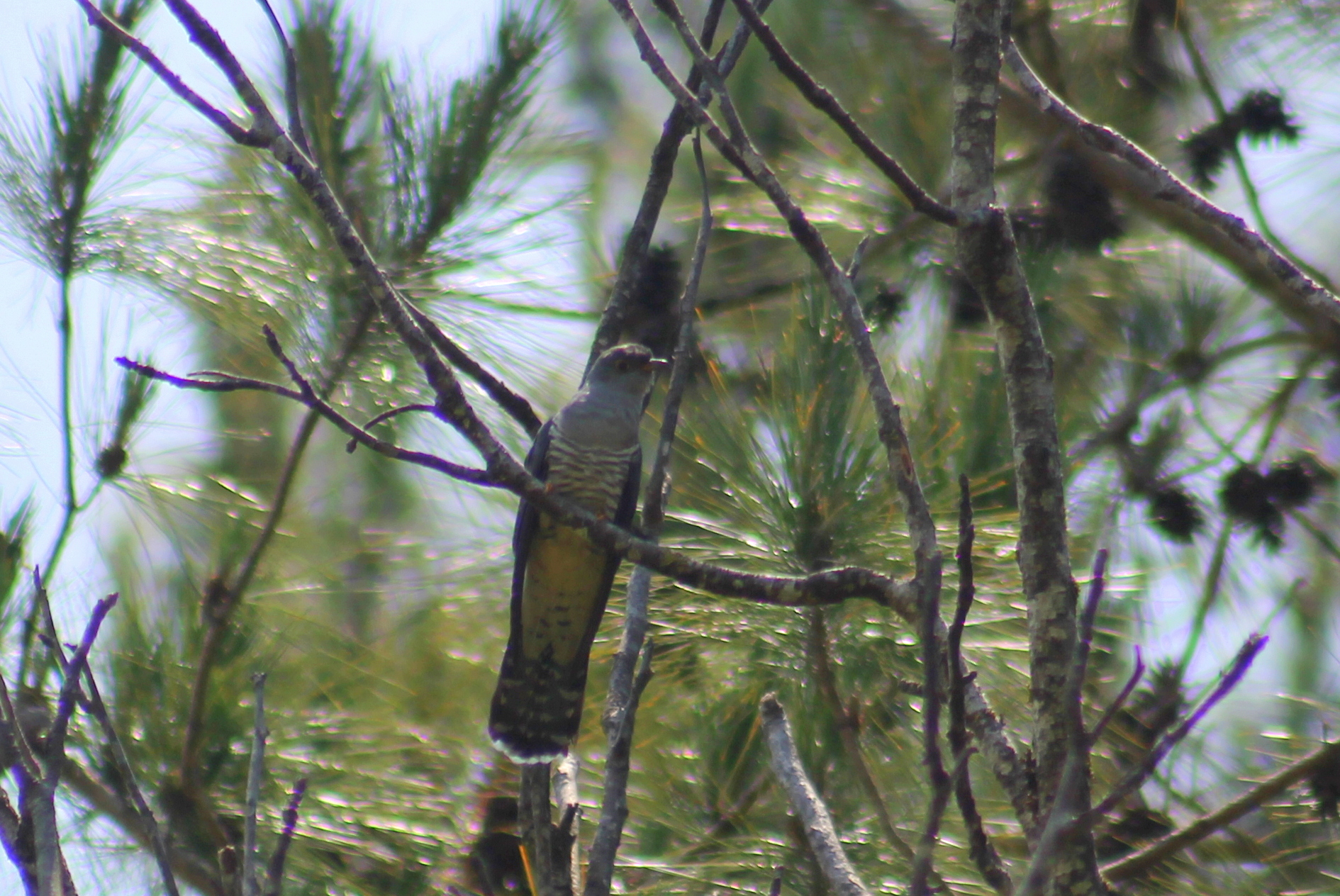 Madagascar Cuckoo (Cuculus rochii) :: BirdWeather