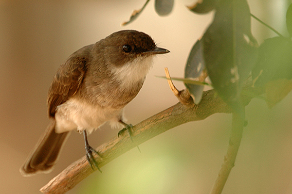Swamp Flycatcher (Muscicapa aquatica) :: BirdWeather