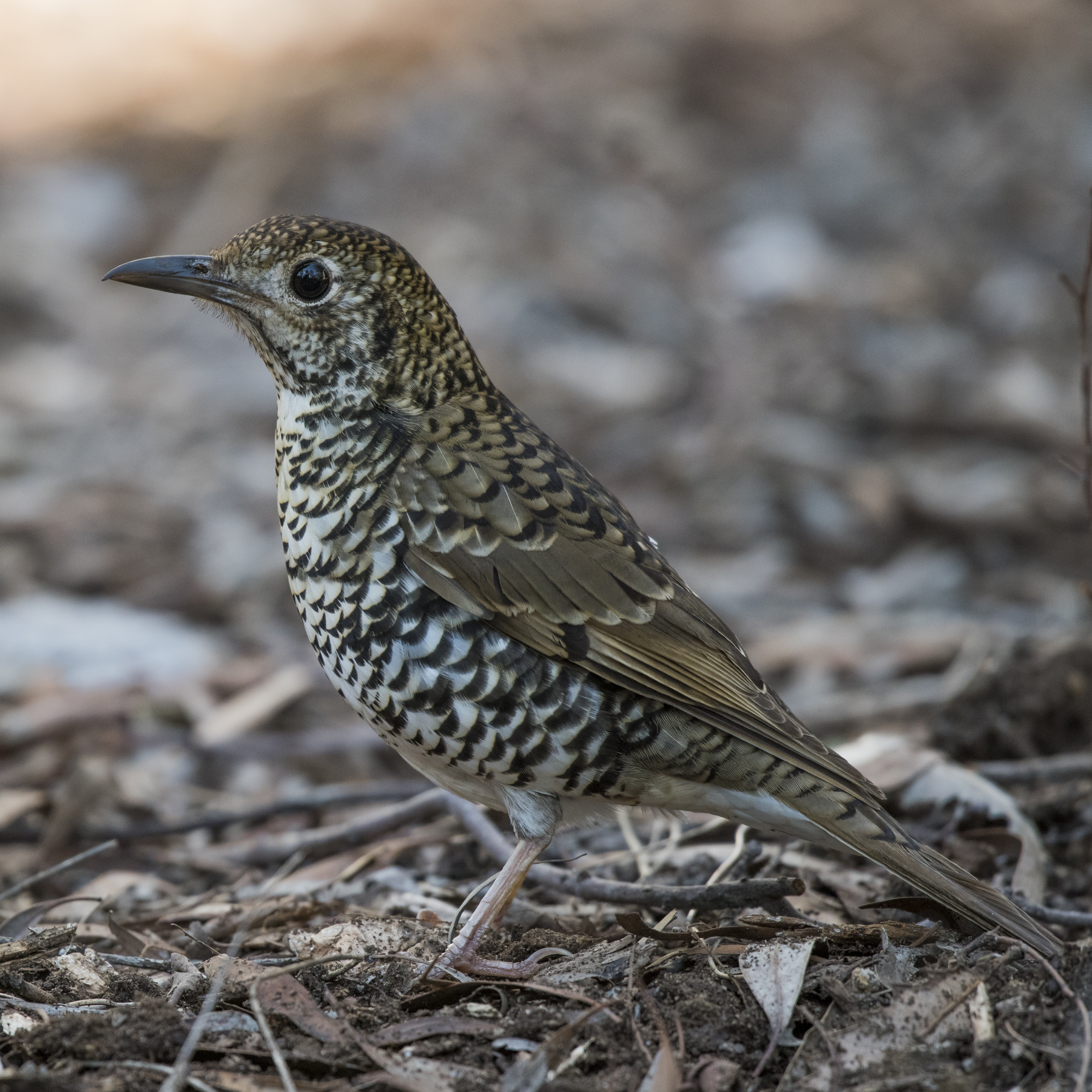 Bassian Thrush (Zoothera lunulata) :: BirdWeather
