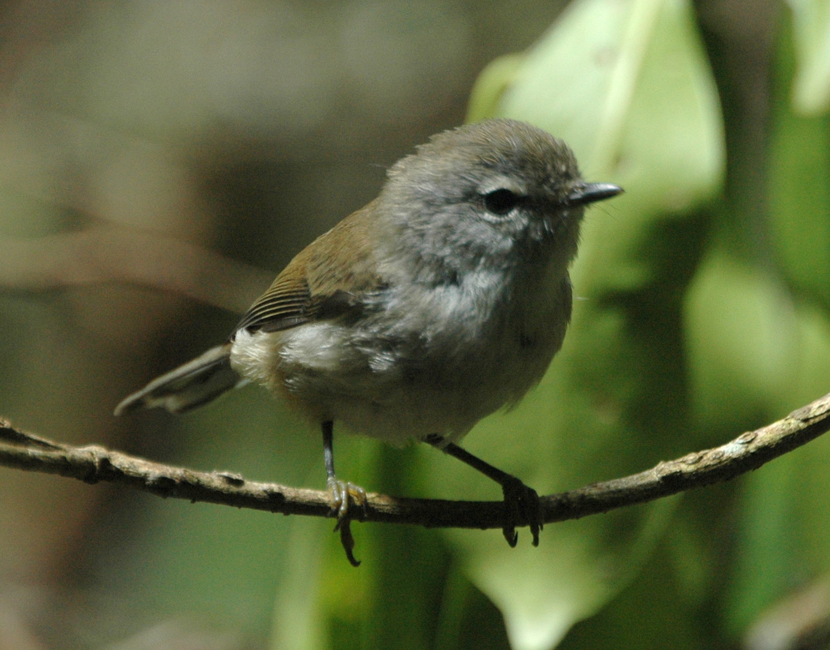 Brown Gerygone (Gerygone mouki) :: BirdWeather