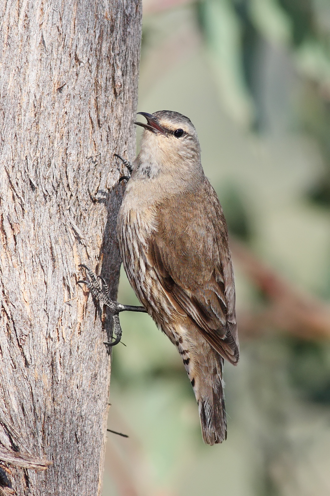 Brown Treecreeper (Climacteris picumnus) :: BirdWeather