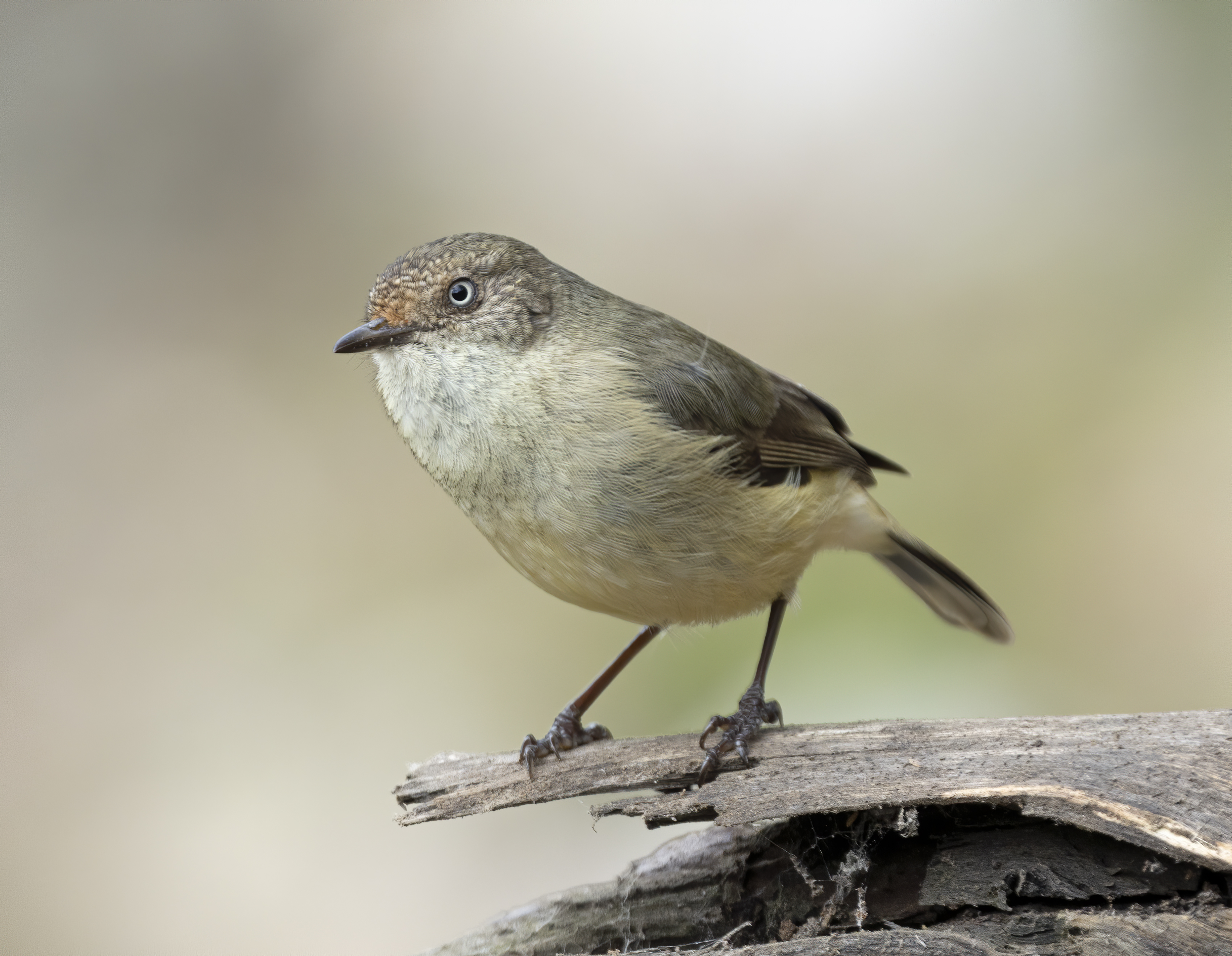 Buff-rumped Thornbill (Acanthiza reguloides) :: BirdWeather