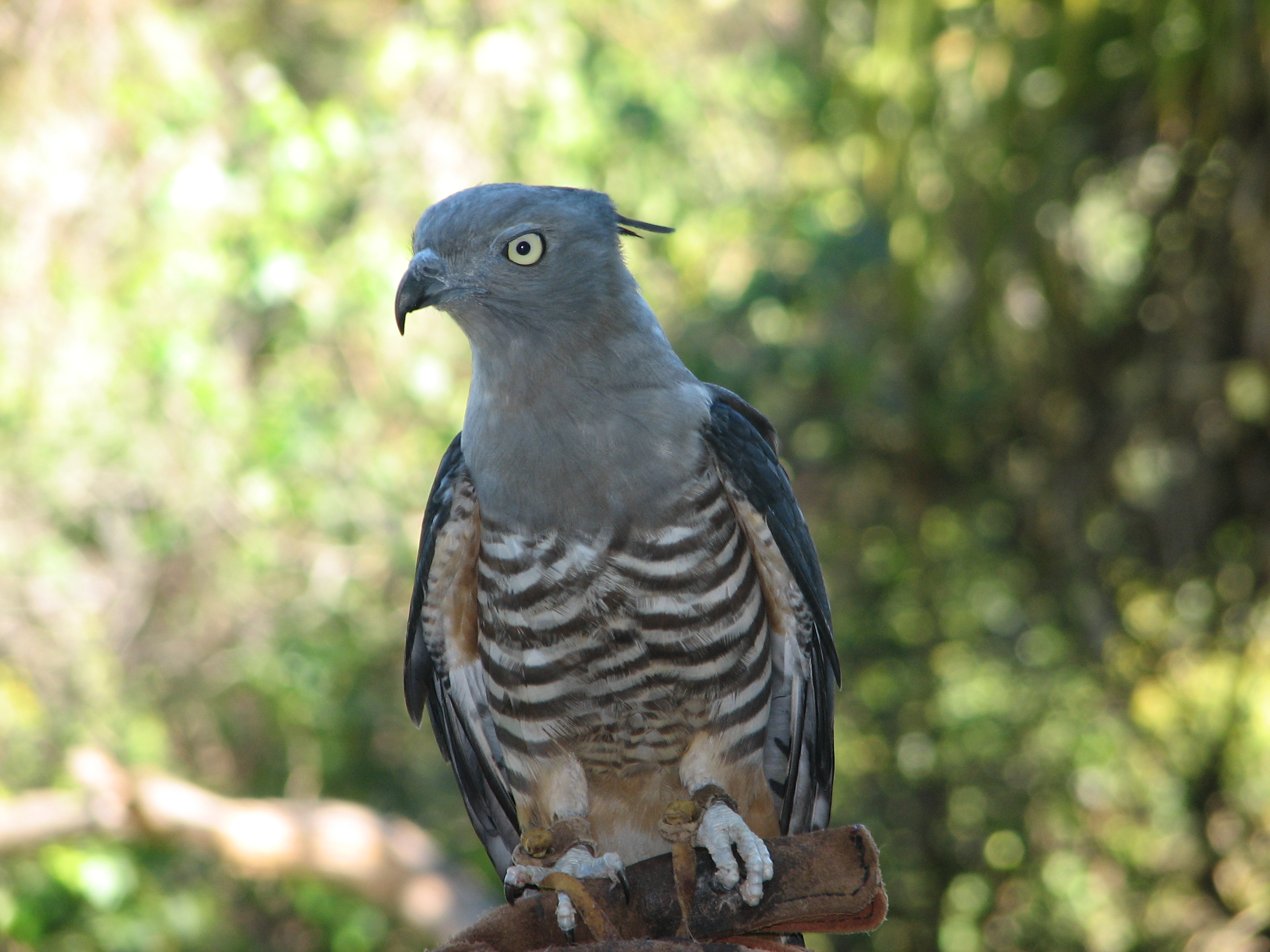Pacific Baza (Aviceda subcristata) :: BirdWeather