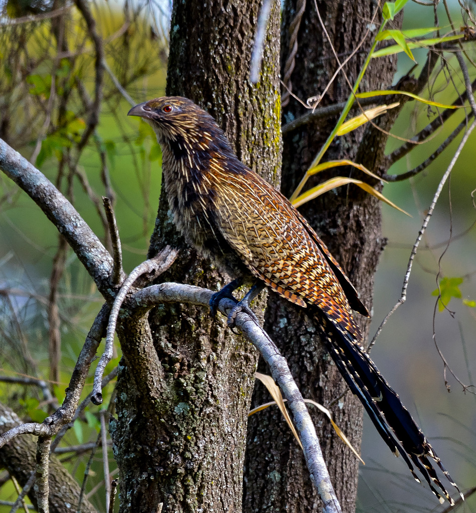 Pheasant Coucal (Centropus phasianinus) :: BirdWeather