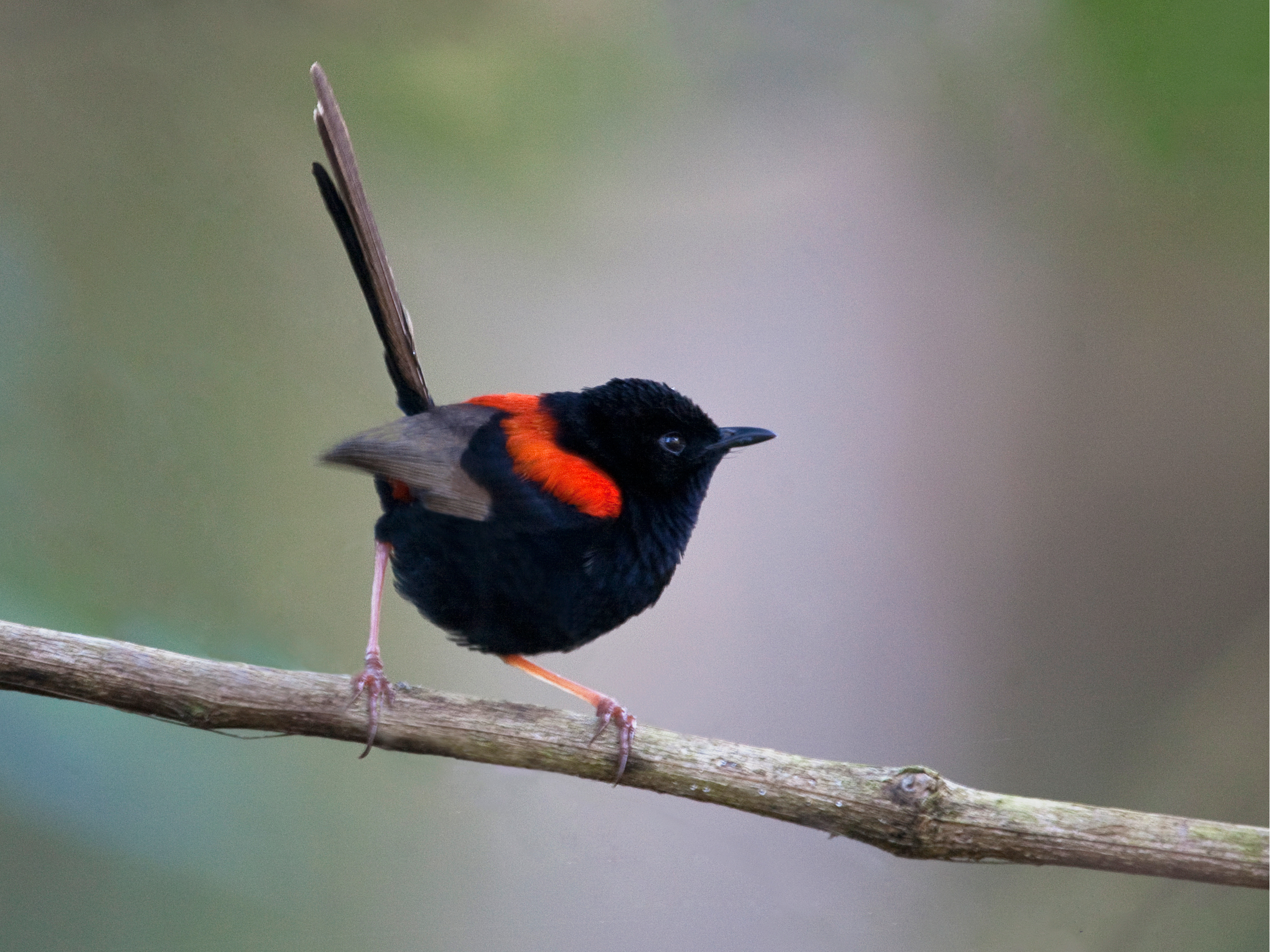 Red-backed Fairywren (Malurus melanocephalus) :: BirdWeather