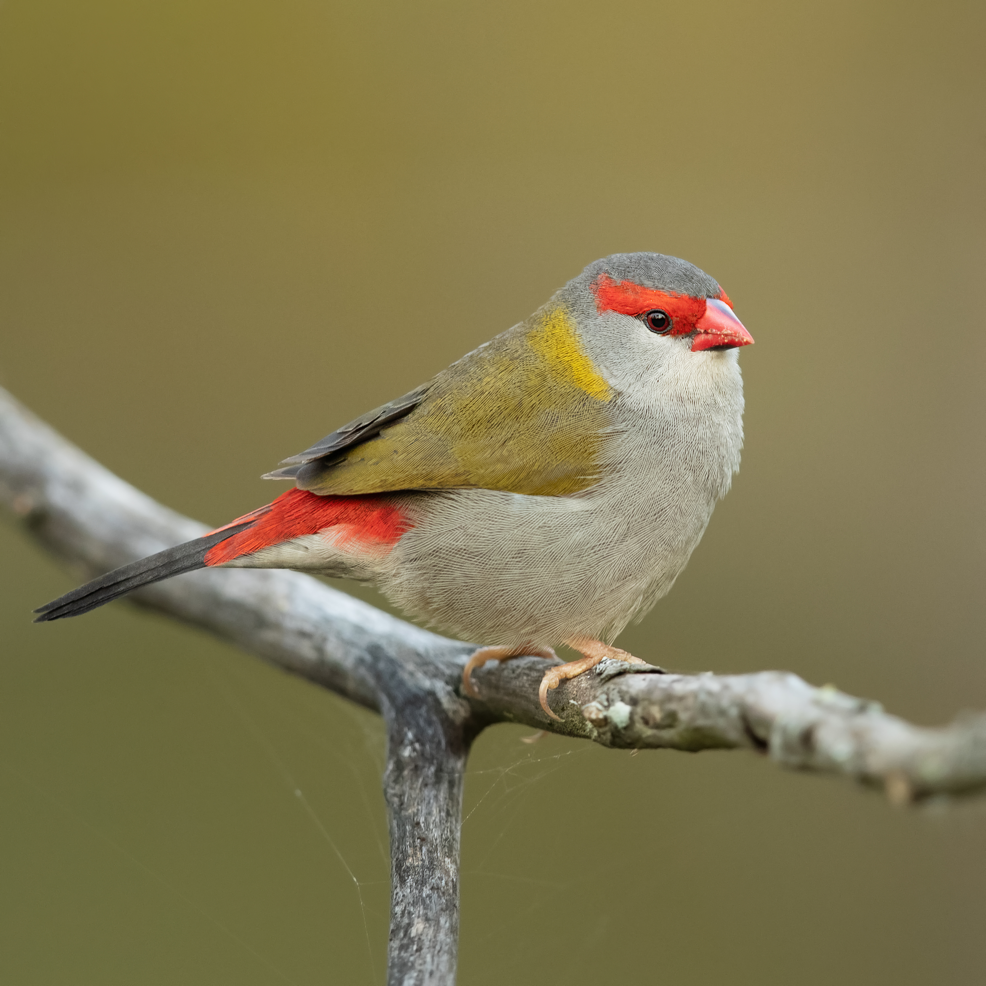 Red-browed Firetail (Neochmia temporalis) :: BirdWeather