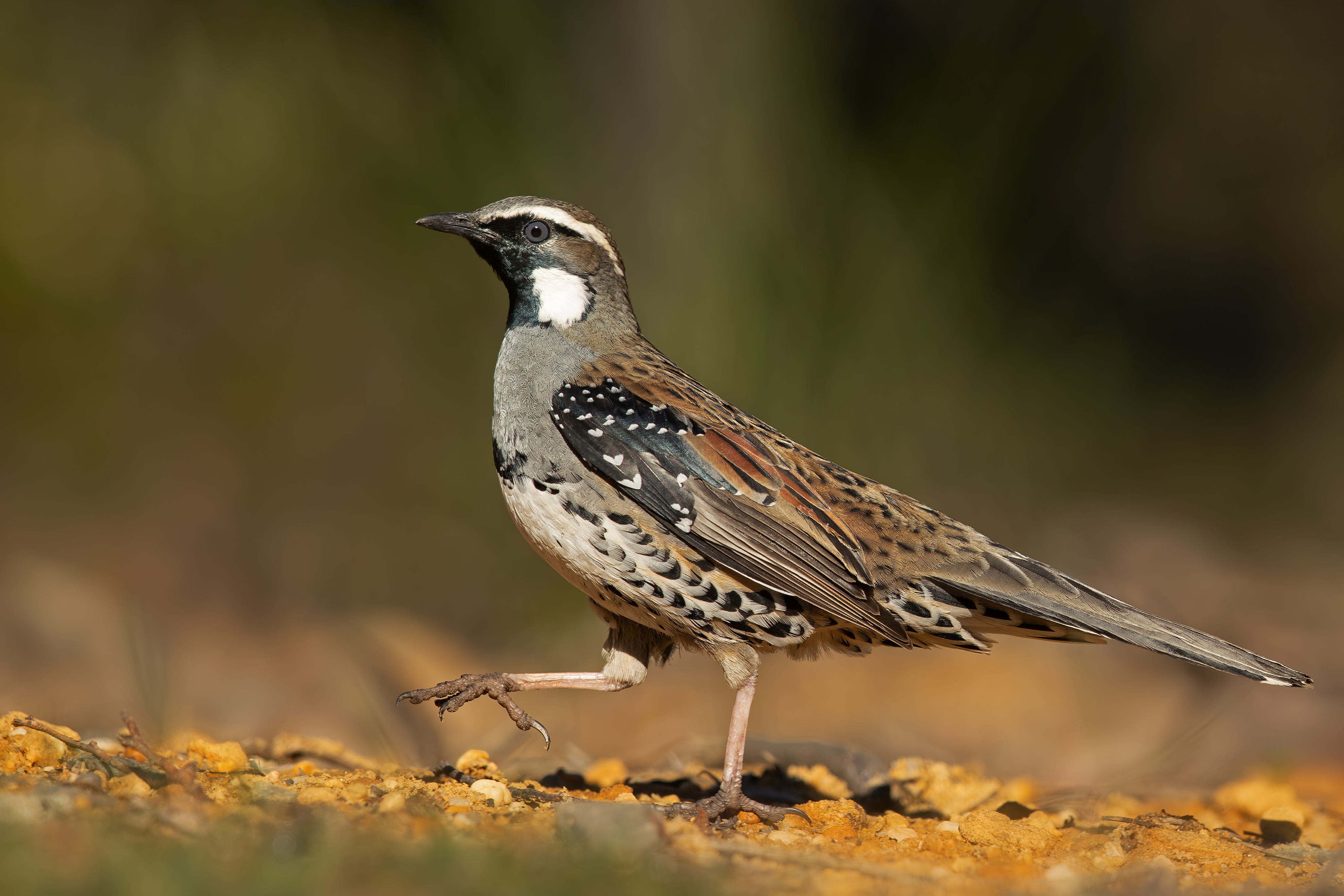 Spotted Quail-thrush (Cinclosoma punctatum) :: BirdWeather